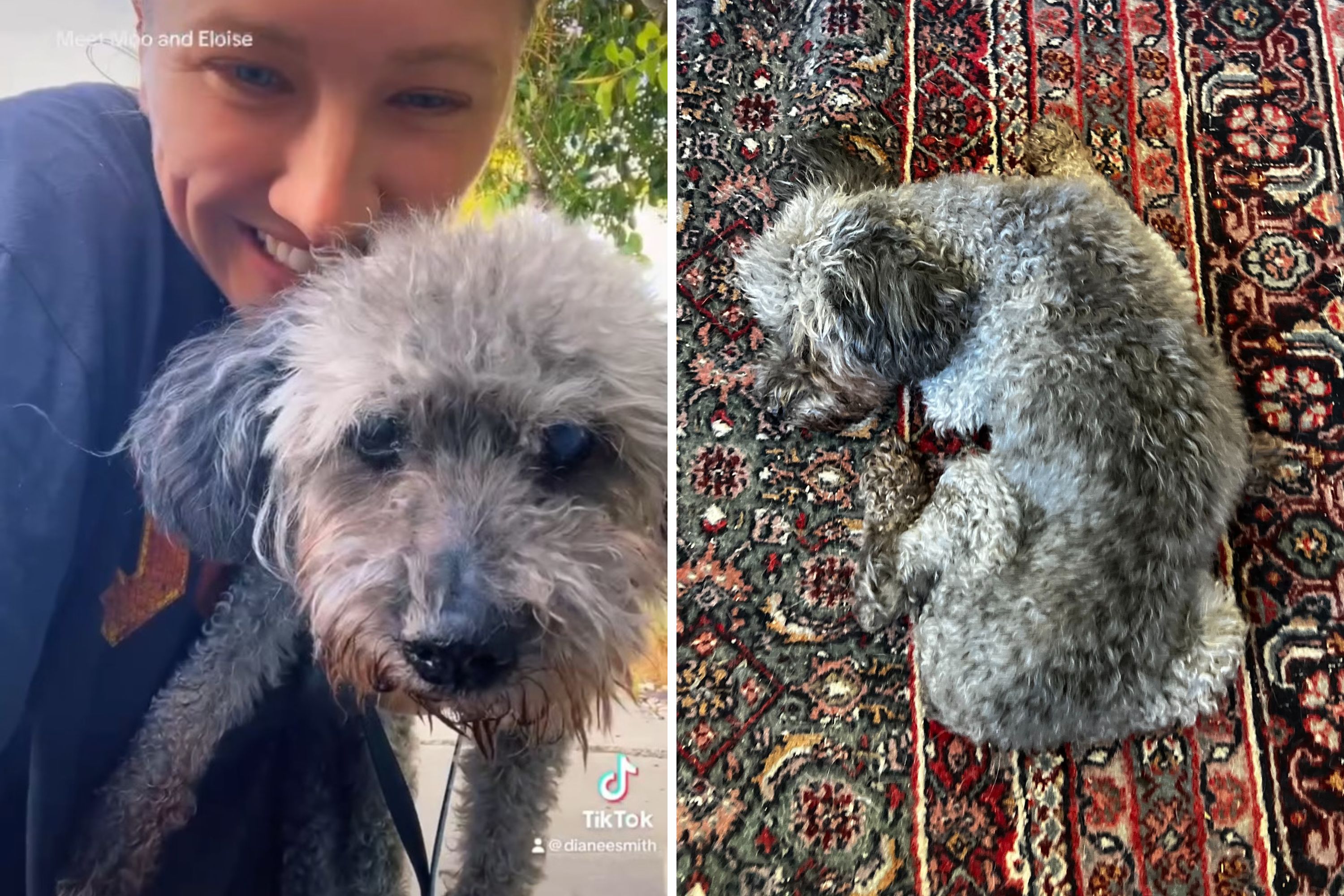 Every Dog Sitter's Worst Nightmare Came True for This Woman—'Rest in ...