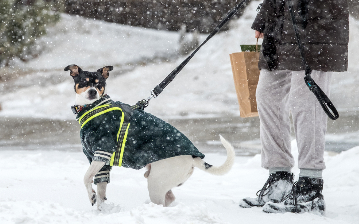 Laughter As Dog Goes for 'Fastest Walk in History' During Extreme Storm ...