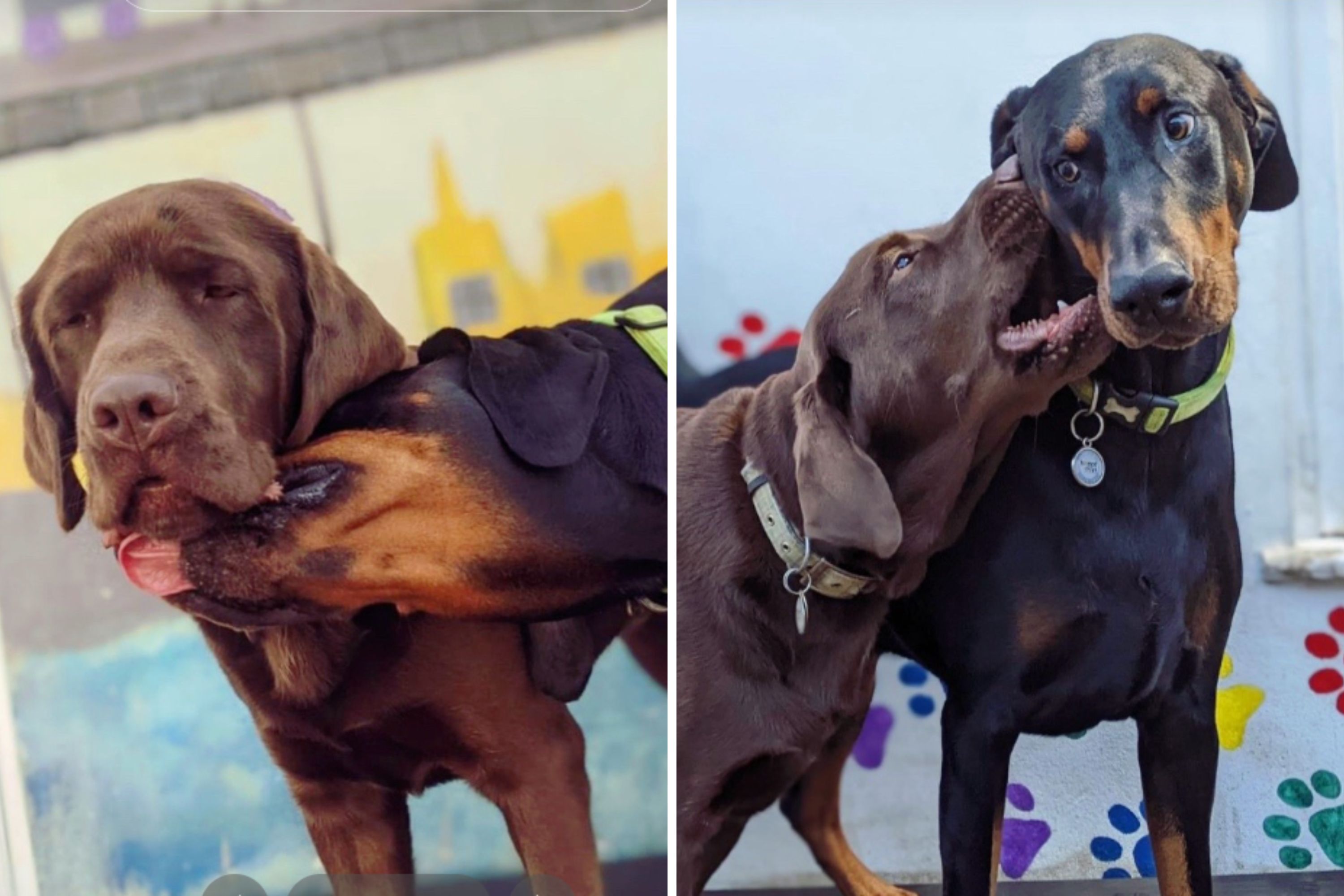 Daycare Documents Blossoming Romance Between Two Dogs: 'Young and in ...