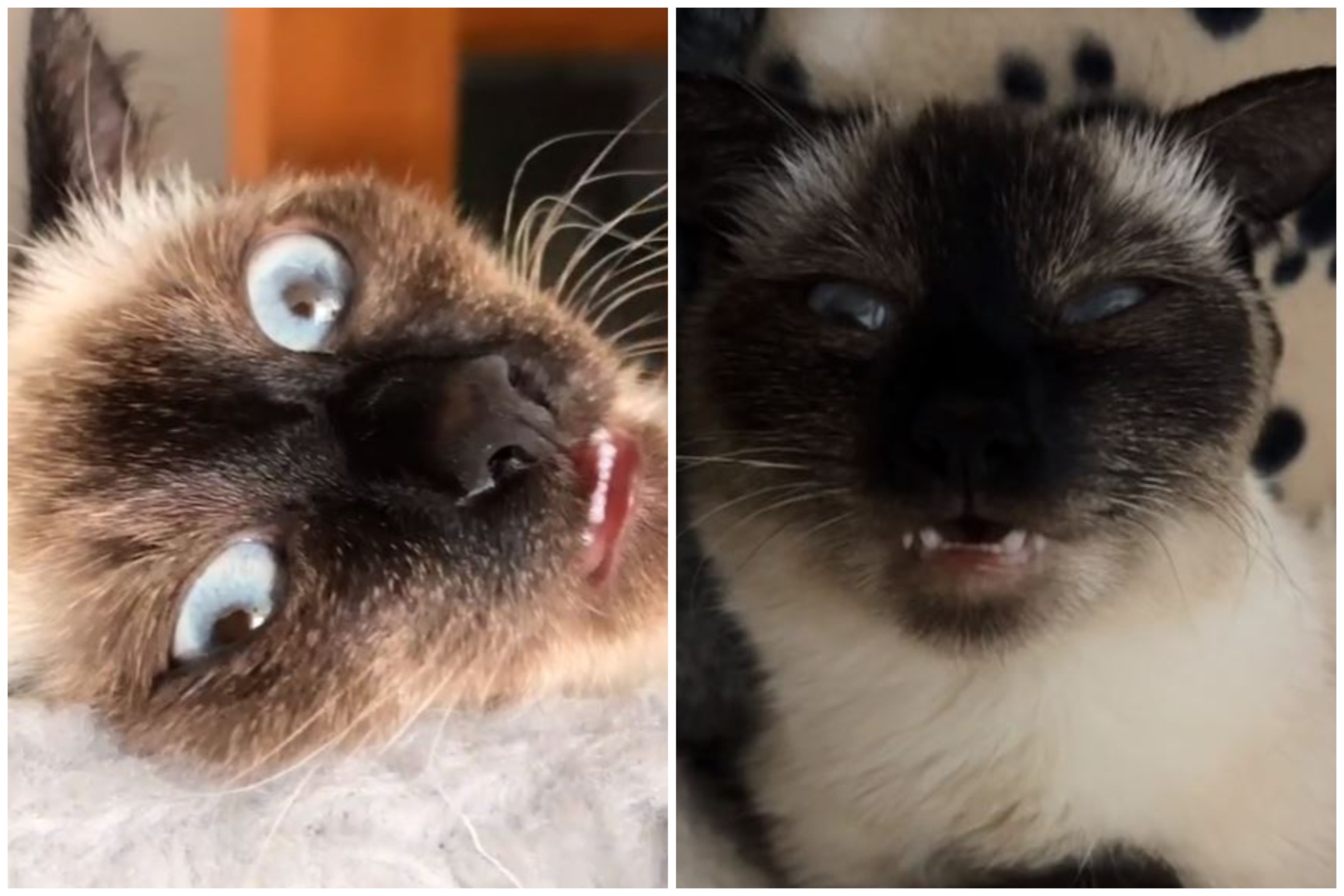 This Cat's Reaction to Being Stroked Has Everyone Thinking the Same ...