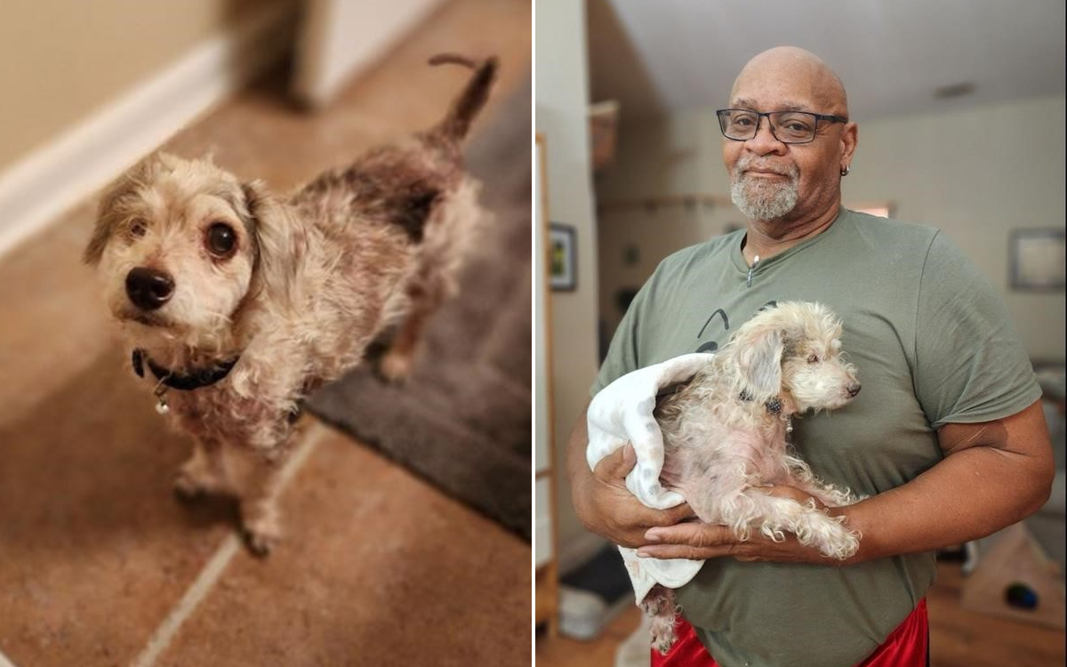 Senior One-Eyed Rescue Dog Transformed By New Family's Love After ...