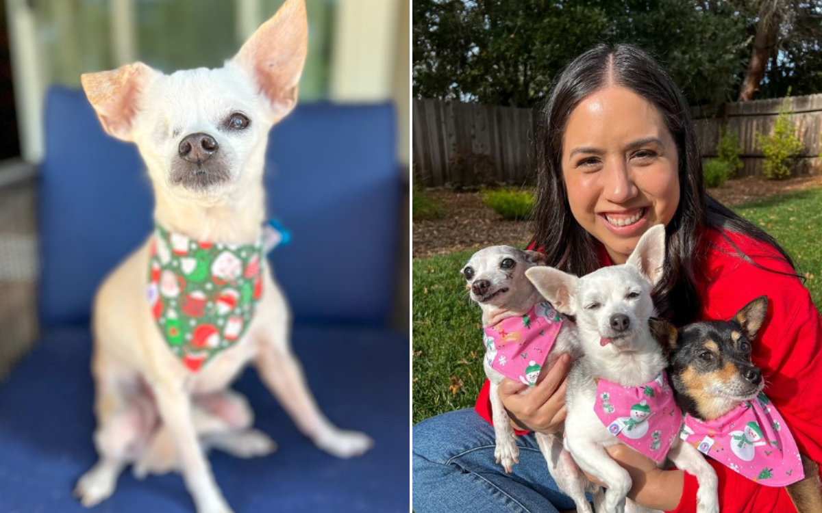 Heartbreaking Reason Woman Who Fostered 70 Dogs Always Takes in Seniors ...