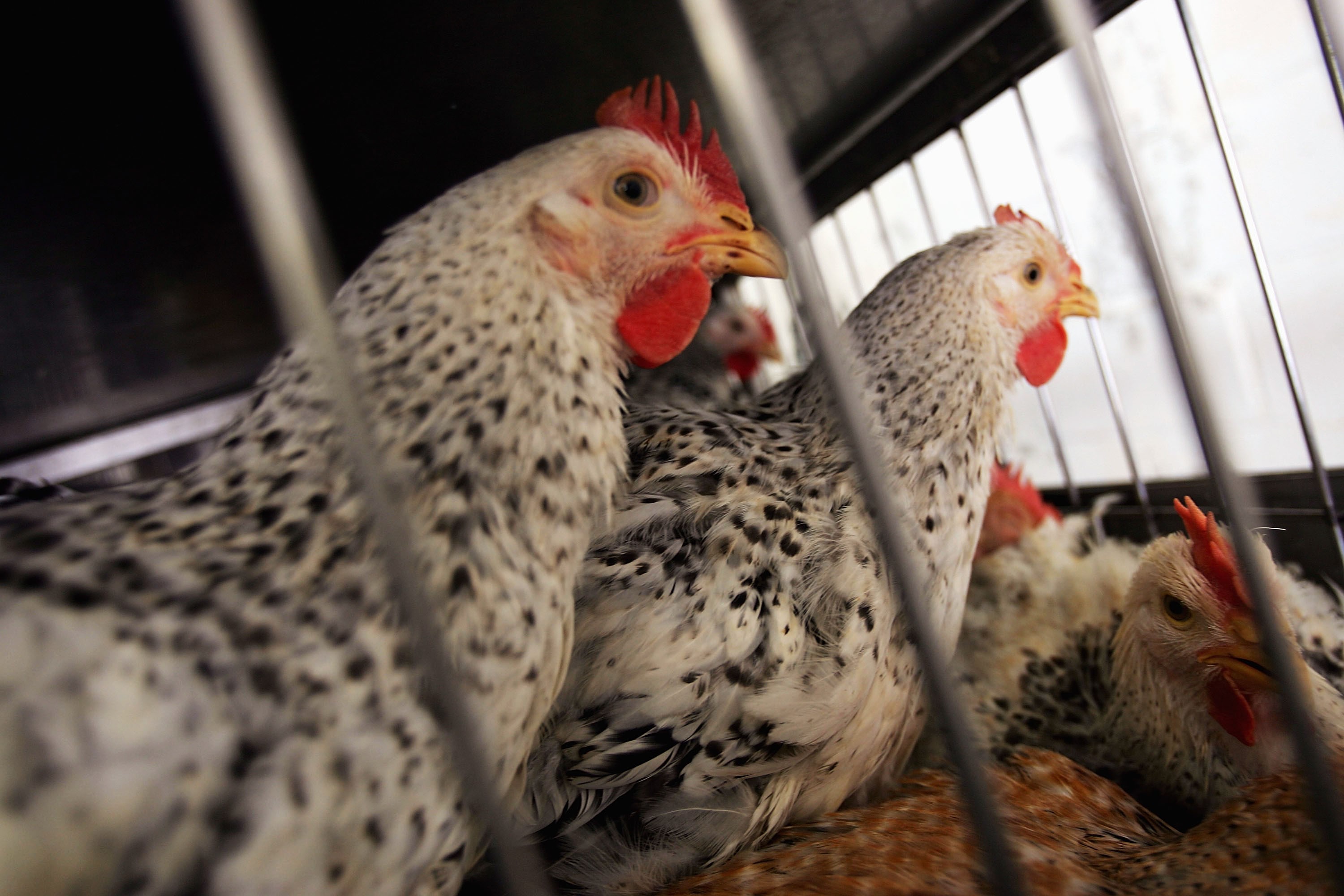 US Poultry Exports Hit by Ban Amid Bird Flu Scare - Newsweek