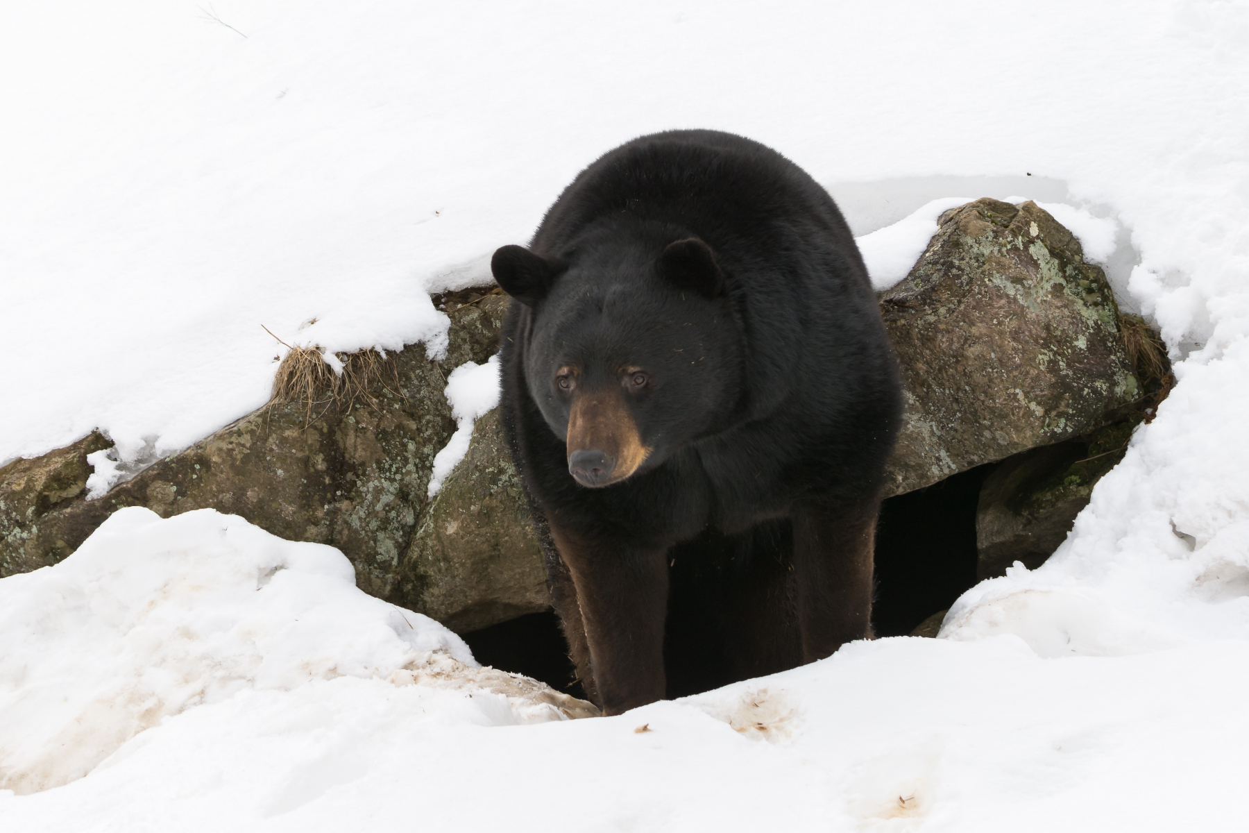Bear Euthanized Following Bulldozing Accident - Newsweek
