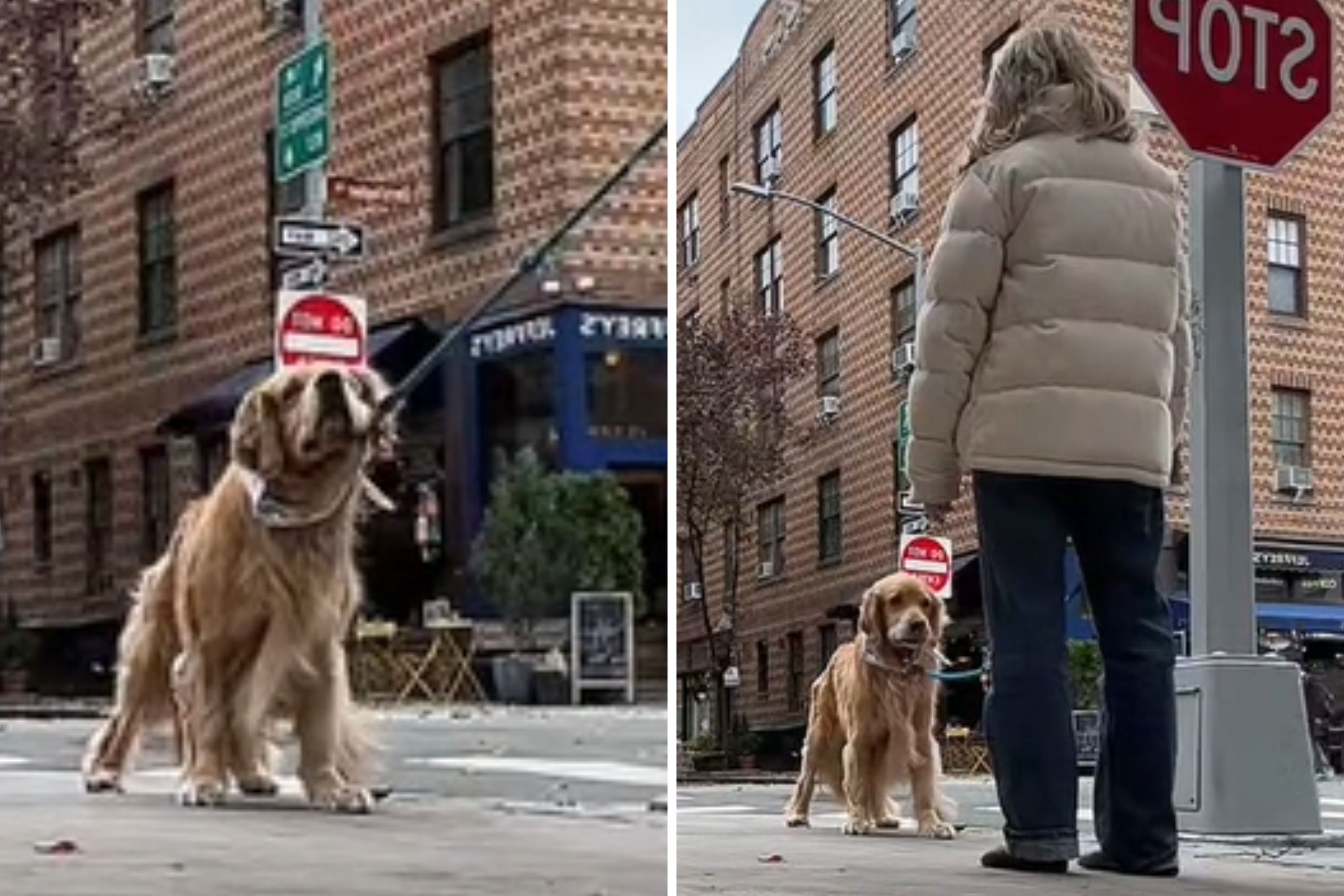 Watch How Dog Walker Deals With Golden Retriever's 'Protest Stance ...
