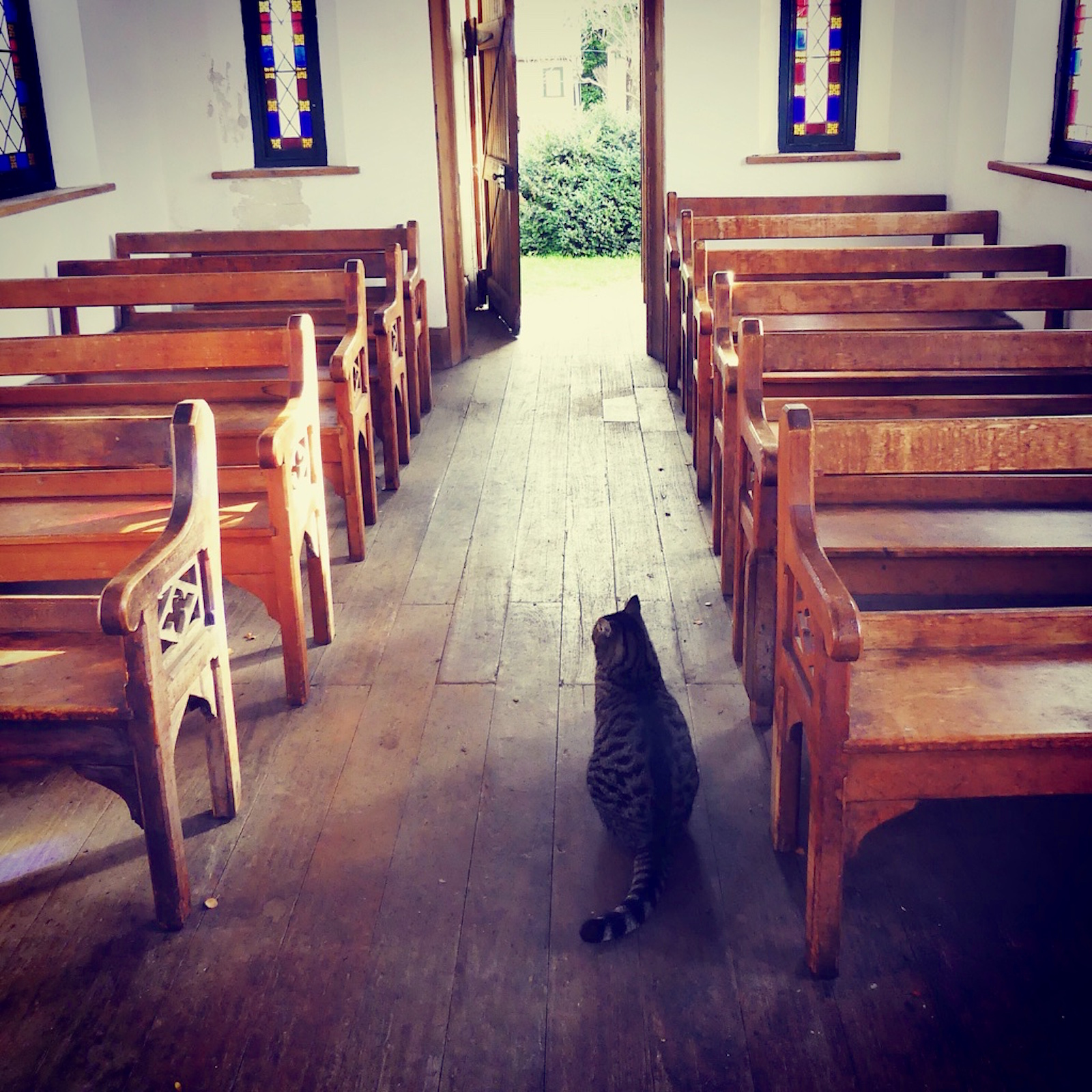 Cats Taking Weekly Holy Communion At Their Own Miniature Pews Goes ...