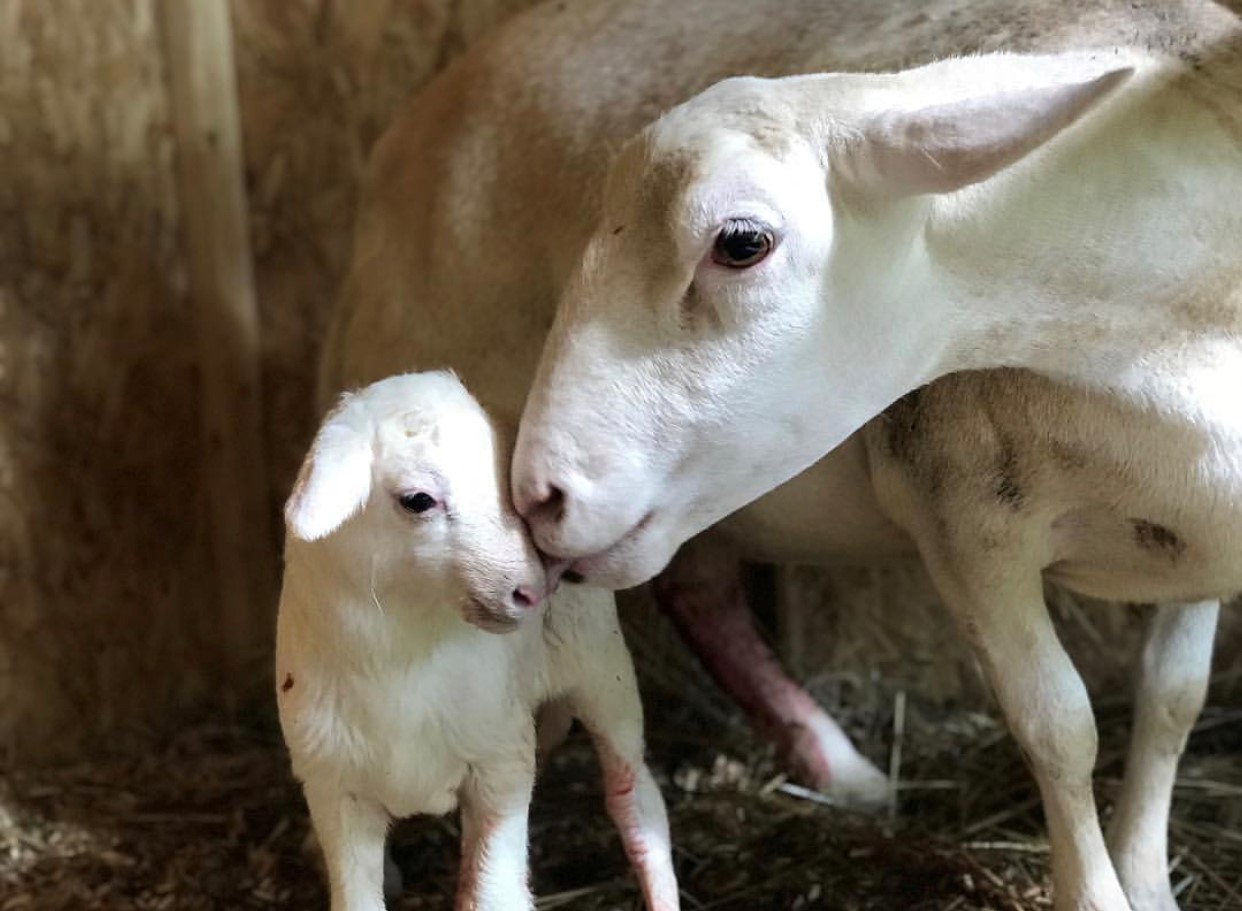 Woman Saves 'Fat' Sheep From Being Dinner, Can't Believe What Happens ...