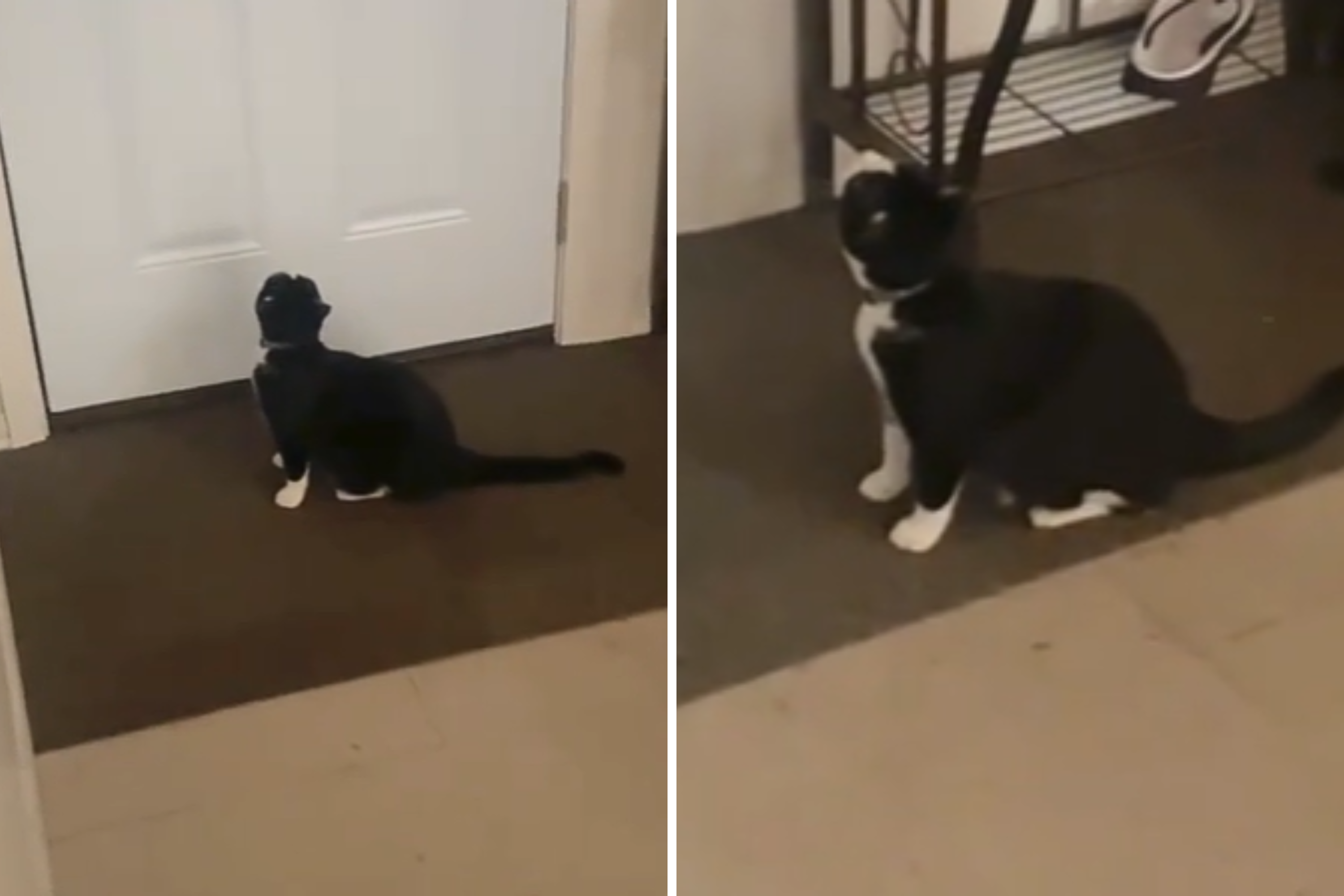 Watch Rescue Kitten Crying at the Door for Owner After She Leaves the ...
