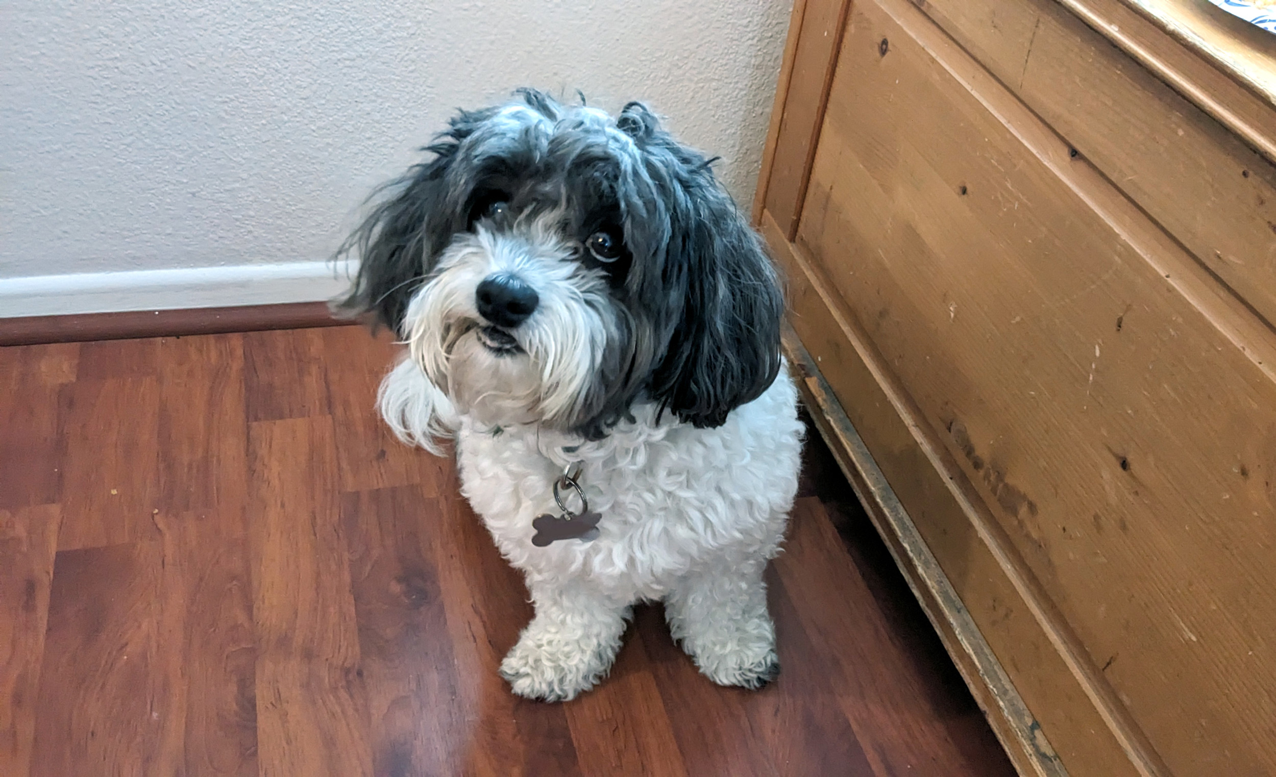 Hearts Melt as Dog Mimics 3-Legged Sibling as She 'Wants Extra ...