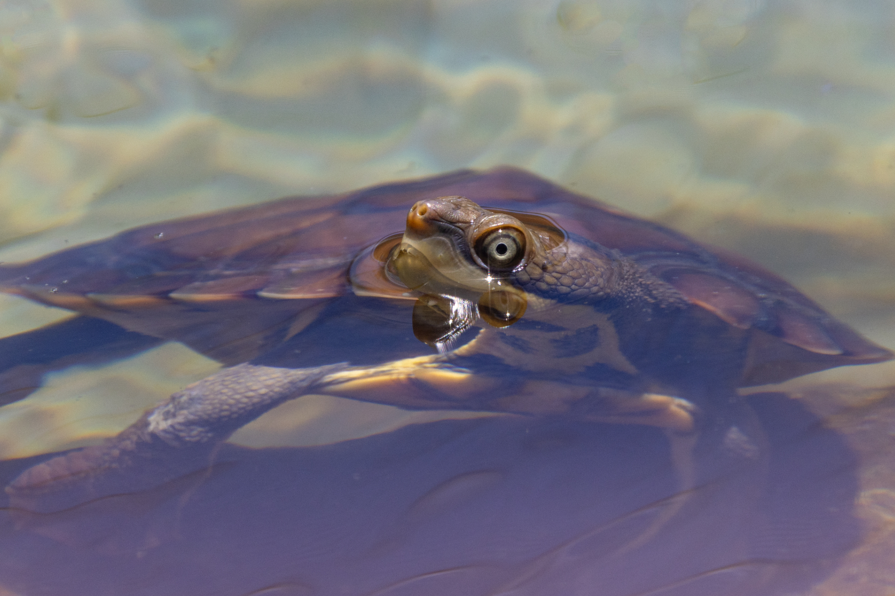 Conservationists 'Shaking With Excitement' as Rare Turtle Lays Eggs ...