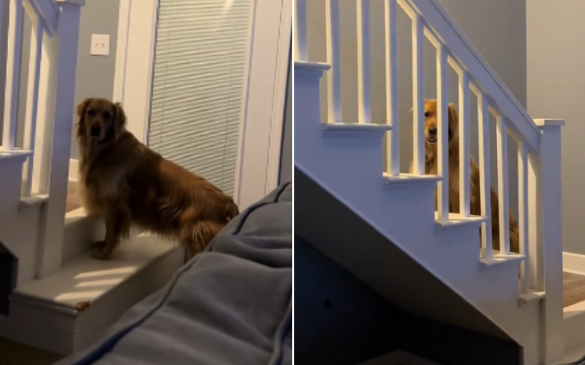 Watch Golden Retriever 'Encourage' Owner To Go to Bed in Guilt Tripping ...