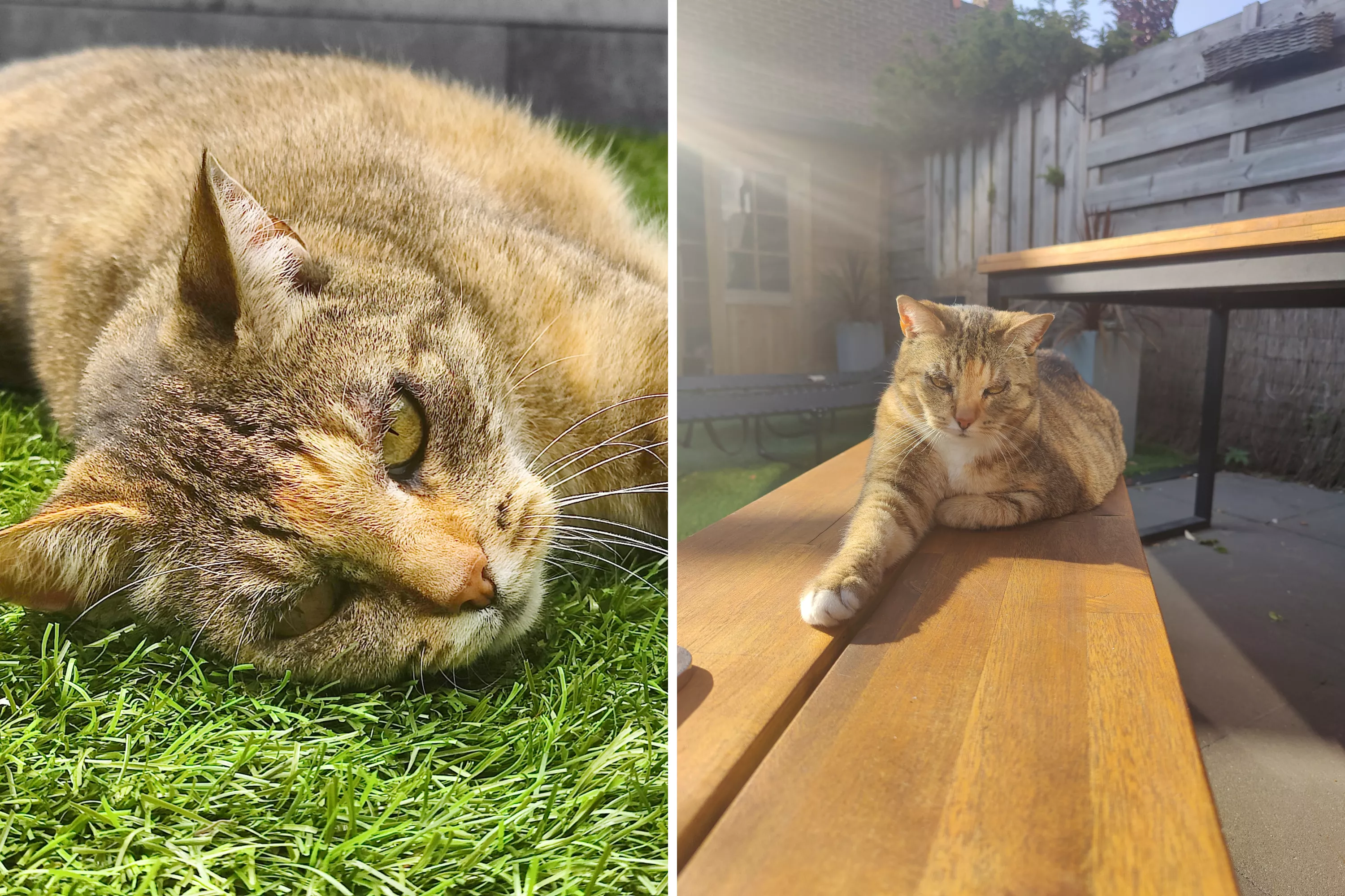 cat-doesnt-approve-house-party.webp?w=1600&h=900&q=88&f ...