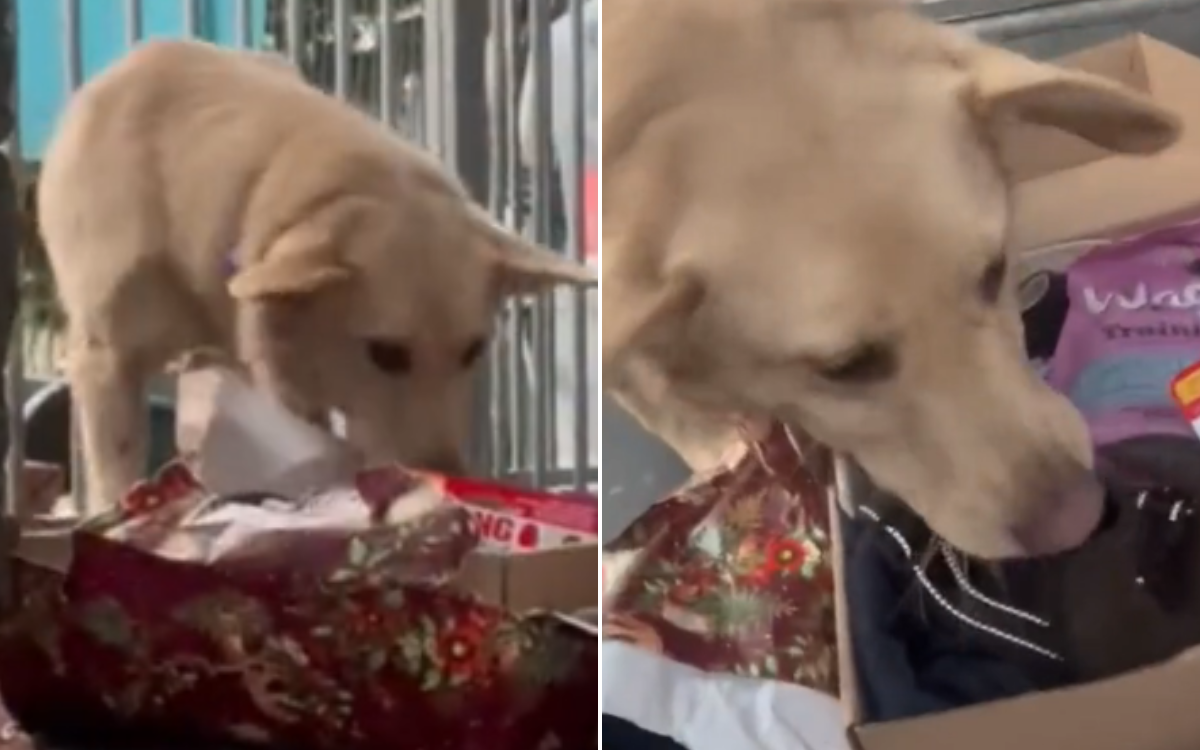 Rescue Dog Can Barely Contain Excitement at Being Given 'First Ever ... Rescue Dog Can Barely Contain Excitement at Being Given 'First Ever ...