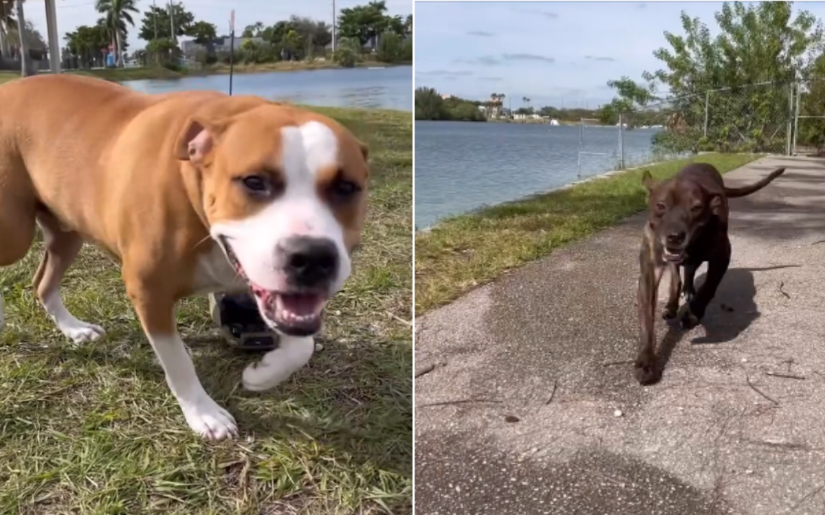 Tears as Longest-Serving Shelter Dogs Let True Selves Shine During Day ...