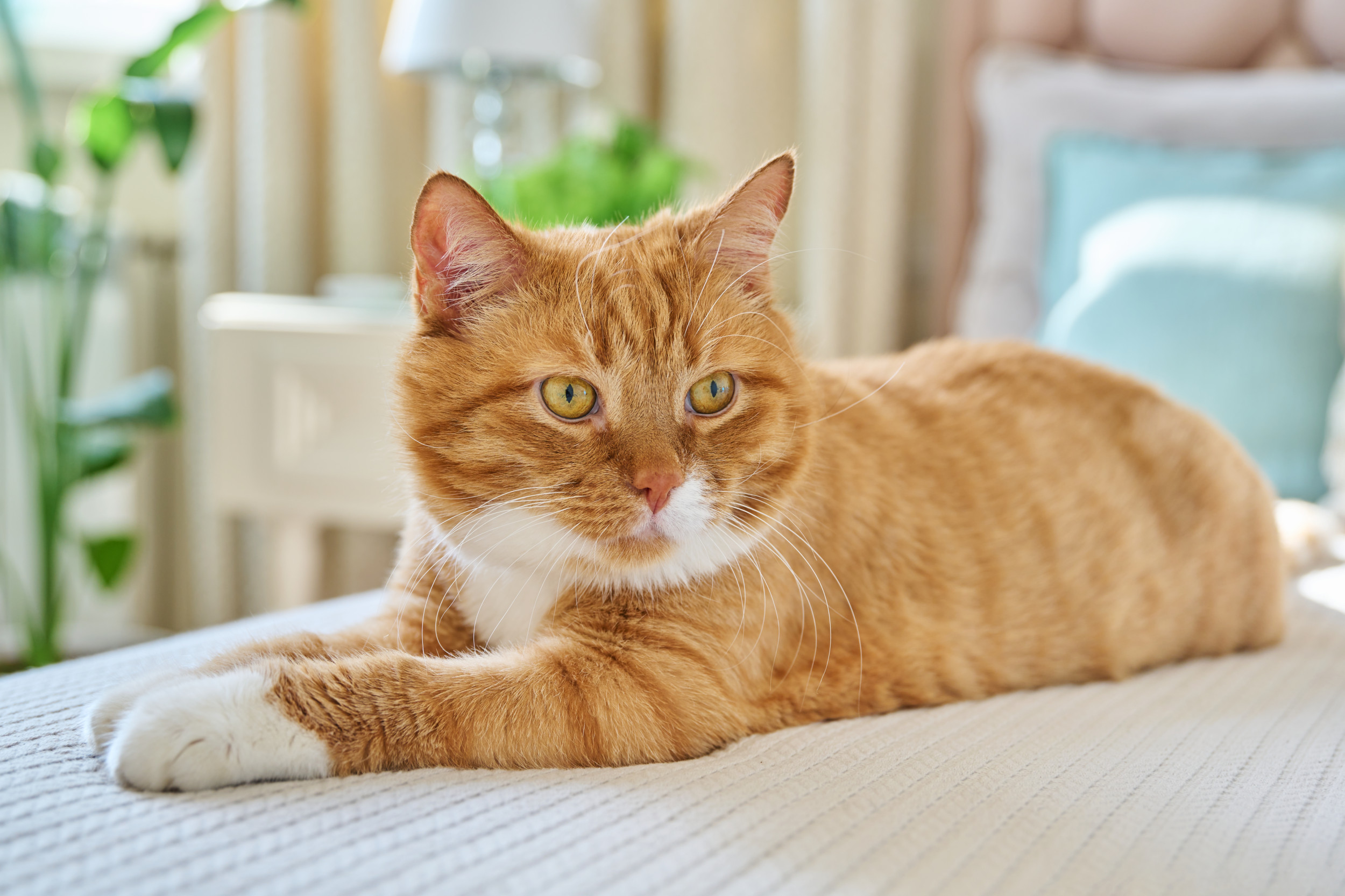 Laughter at How Cat Manages to Cancel Neutering Appointment: 'Proud ...