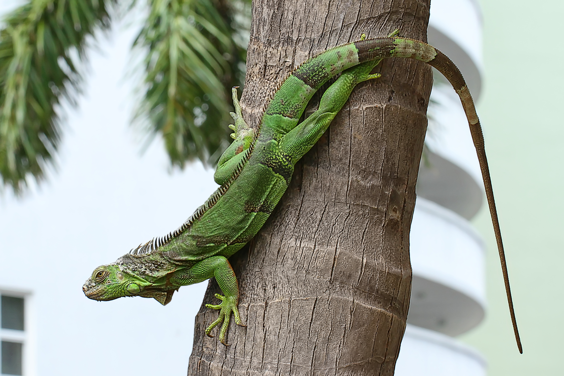 Winter Weather Warning of 'Falling Iguanas' Issued for Florida - Newsweek