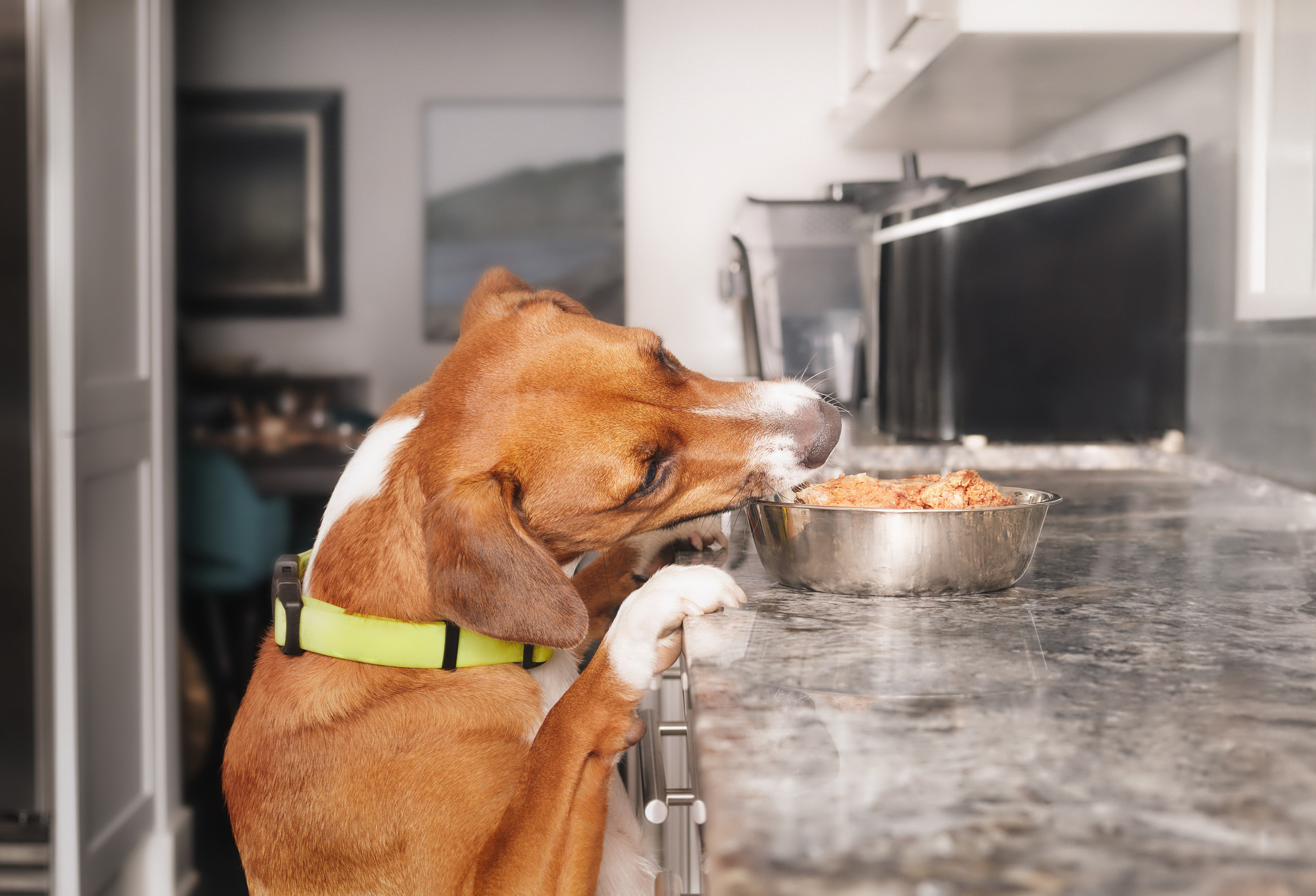 Owner Cooking With Two Pet Beagles Questions His Life Choices - Newsweek