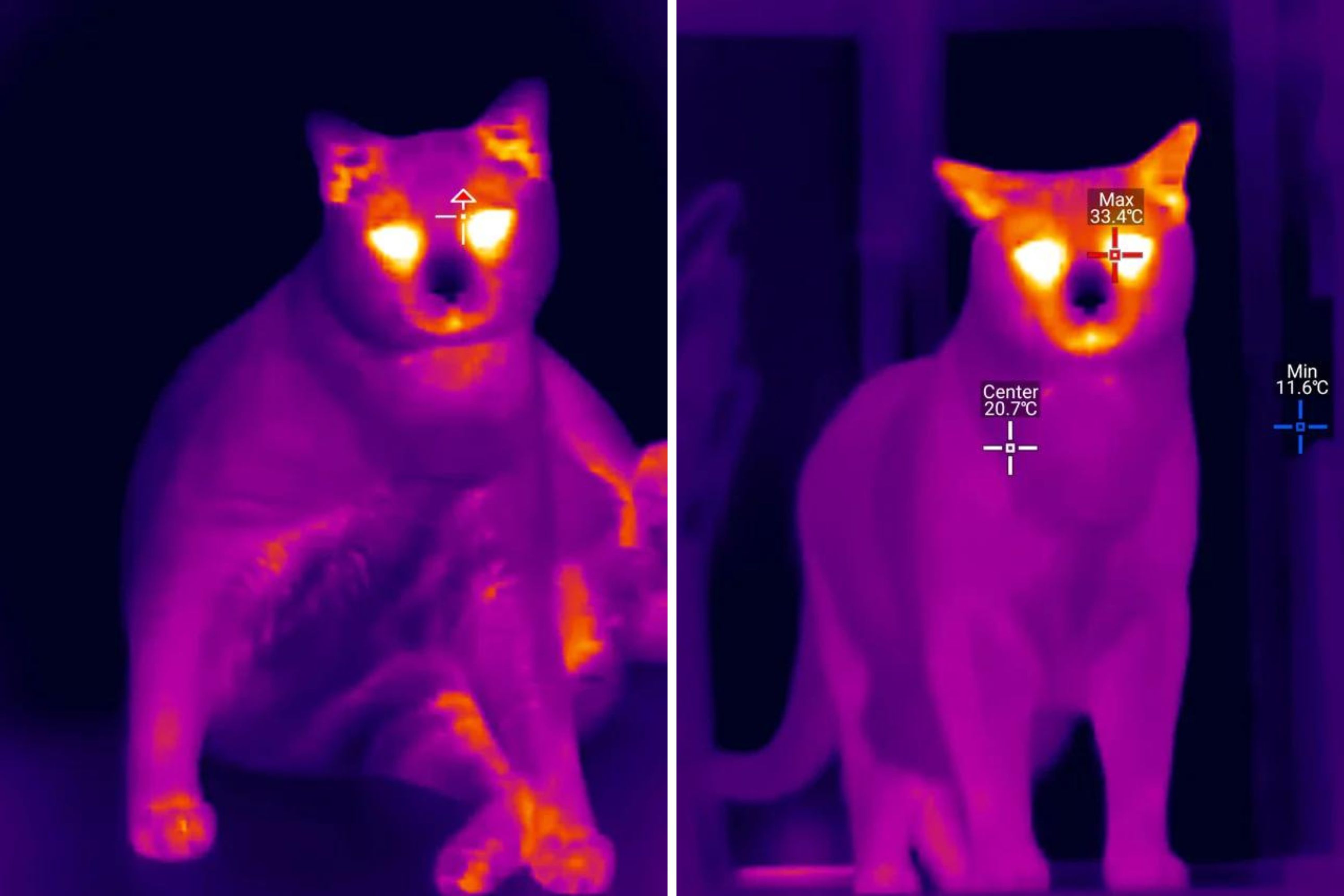 Man's Thermal Pictures of His Cat Shock Internet: 'The Prophesy' - Newsweek