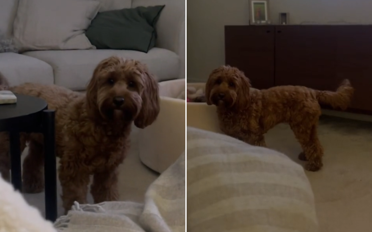 Cockapoo Demands Owner Goes to Bed Same Time Every Night: 'Rules the ...
