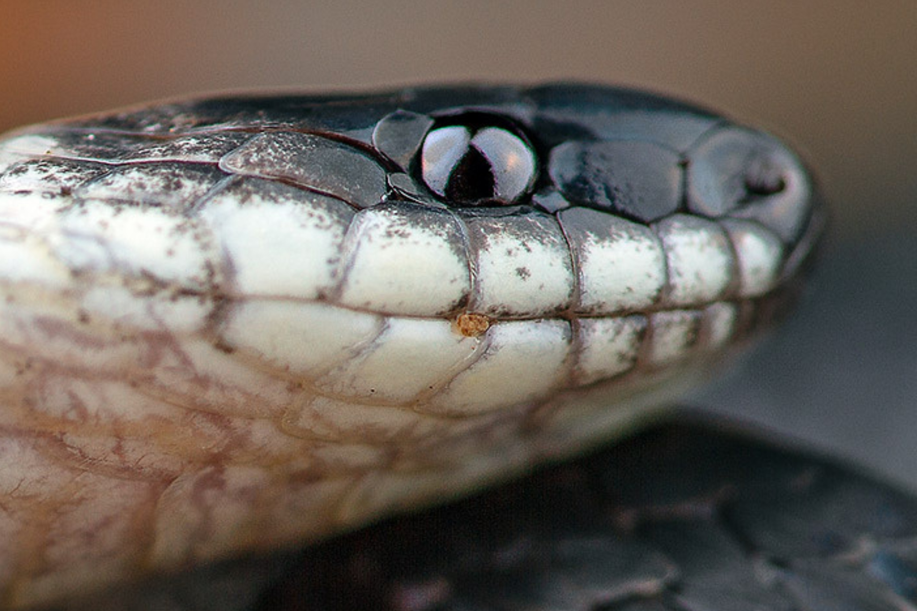 New Species of Snake Found Hiding in Cloud Forests - Newsweek