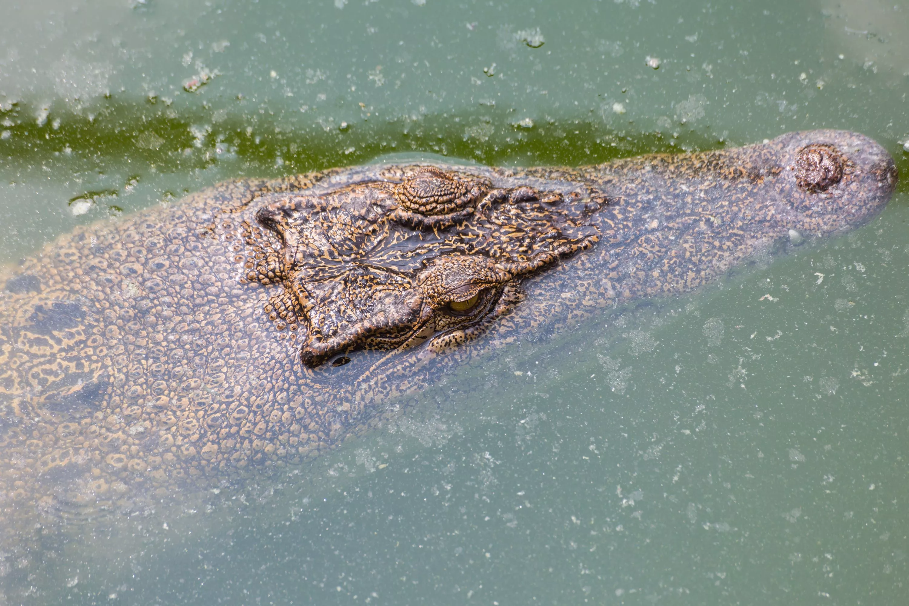 alligator-head-frozen-water.webp?w=1600&h=900&q=88&f ...