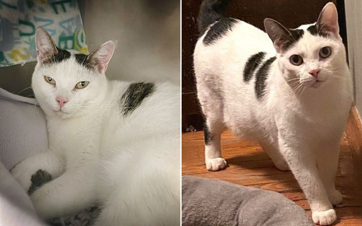 Shelter Refuses to Give Up on Shy and Shutdown Cat Labeled 'Un ...