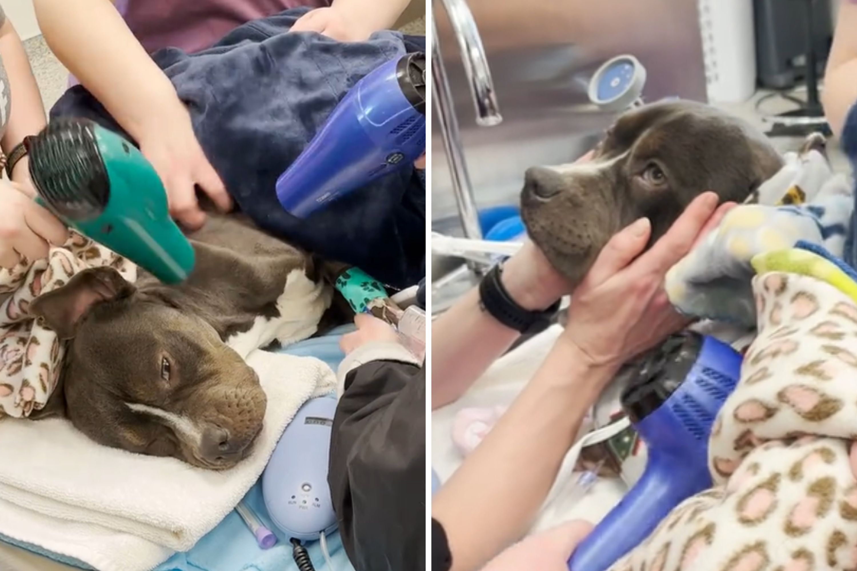 Rescuer's Fight To Save Frozen Dog Abandoned in House Over Winter ...