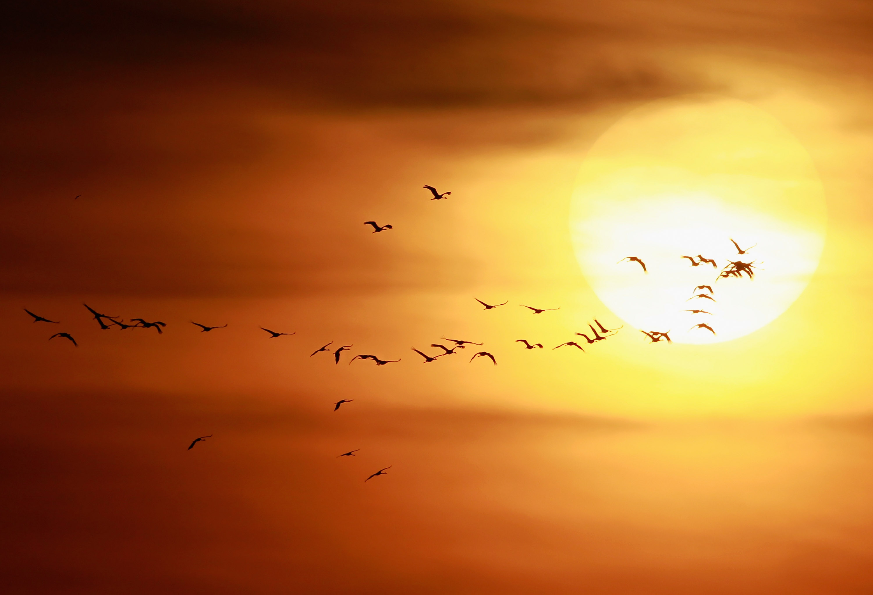 Endangered Bird Holds Key to Surviving Climate Change - Newsweek