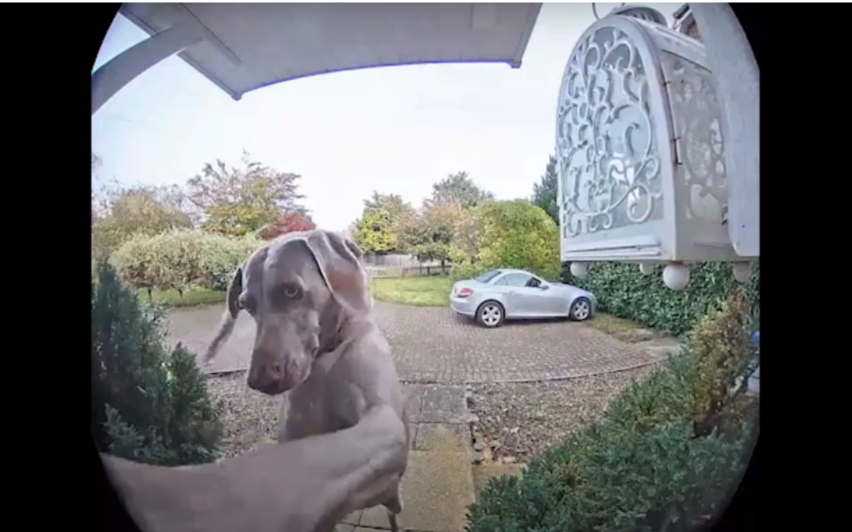 Dog Caught on Camera Ringing Doorbell After Getting Locked Out - Newsweek