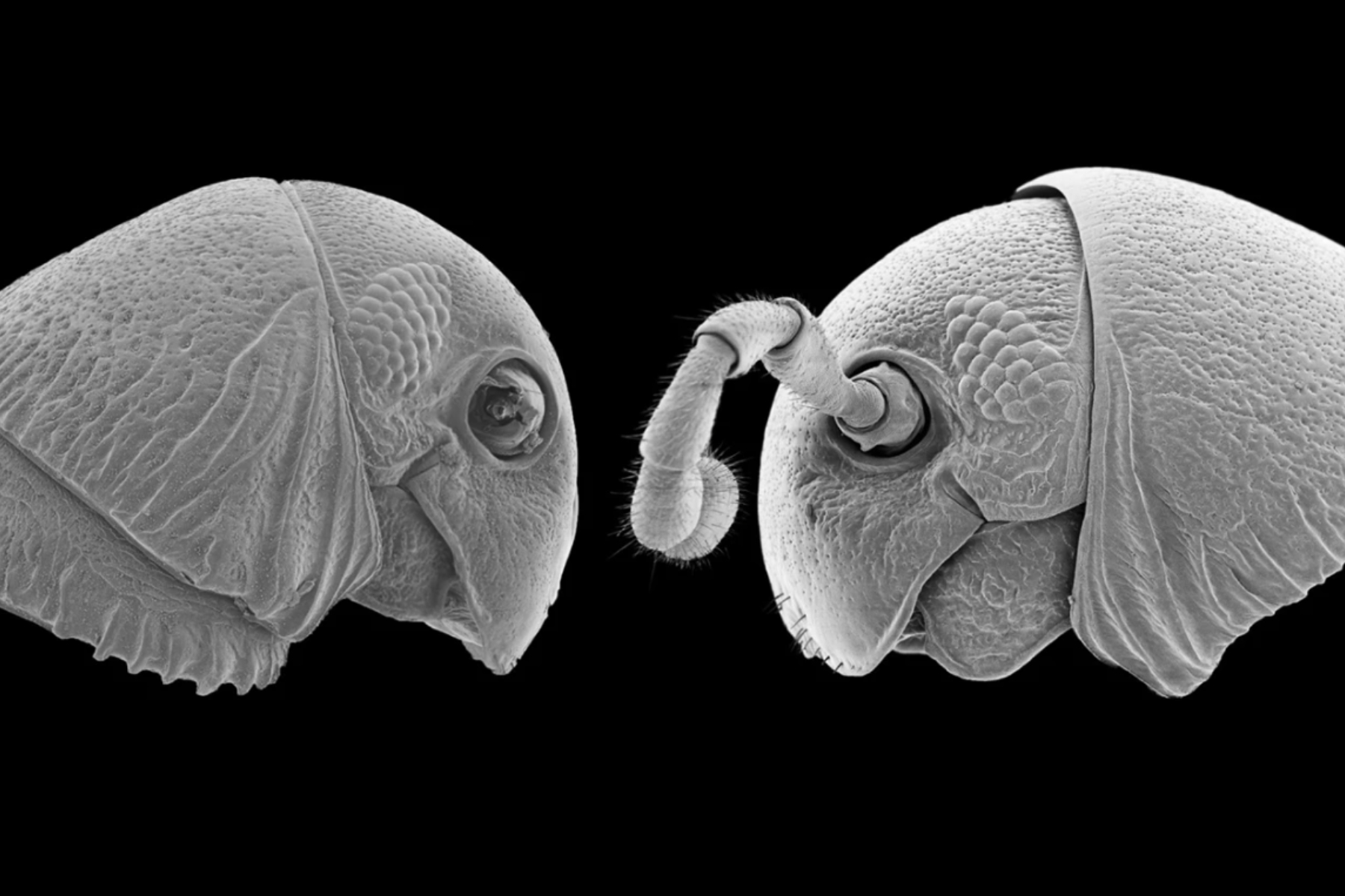Five New Alien Faced Species Of Millipede Revealed In Remarkable Find
