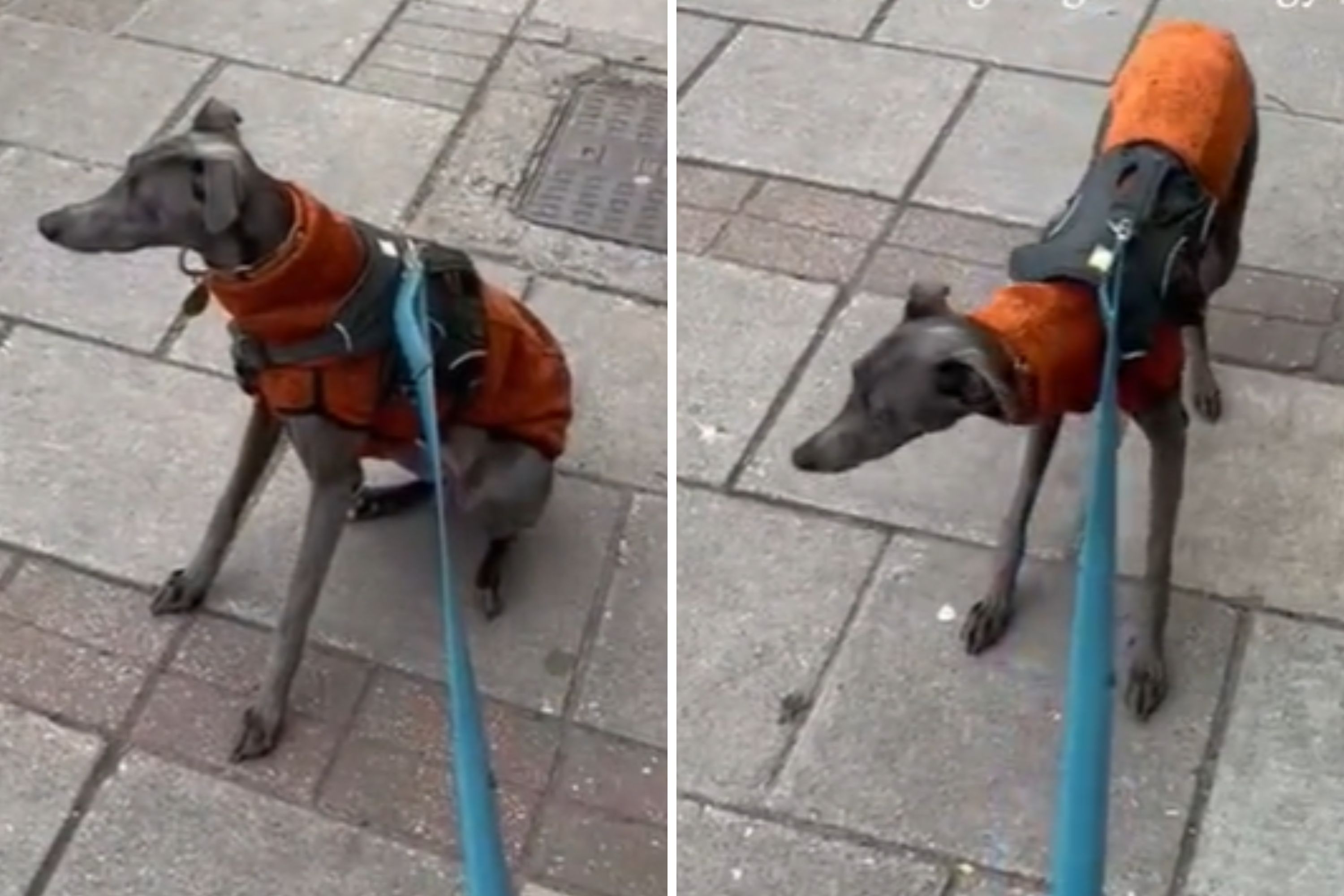 Dog Waits Outside the Last Place He Saw Owner After She Goes on Work ...