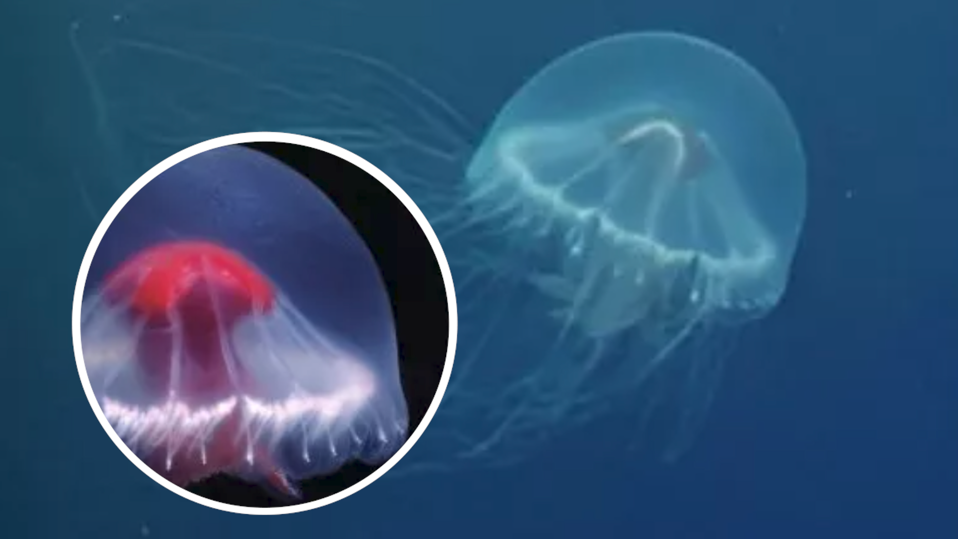 Jellyfish The Complete Guide To Jellyfish For Open Water Swimmers New