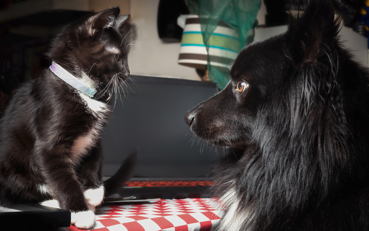 Watch Moment Family Realize They've Adopted 'Most Patient Dog in the ...