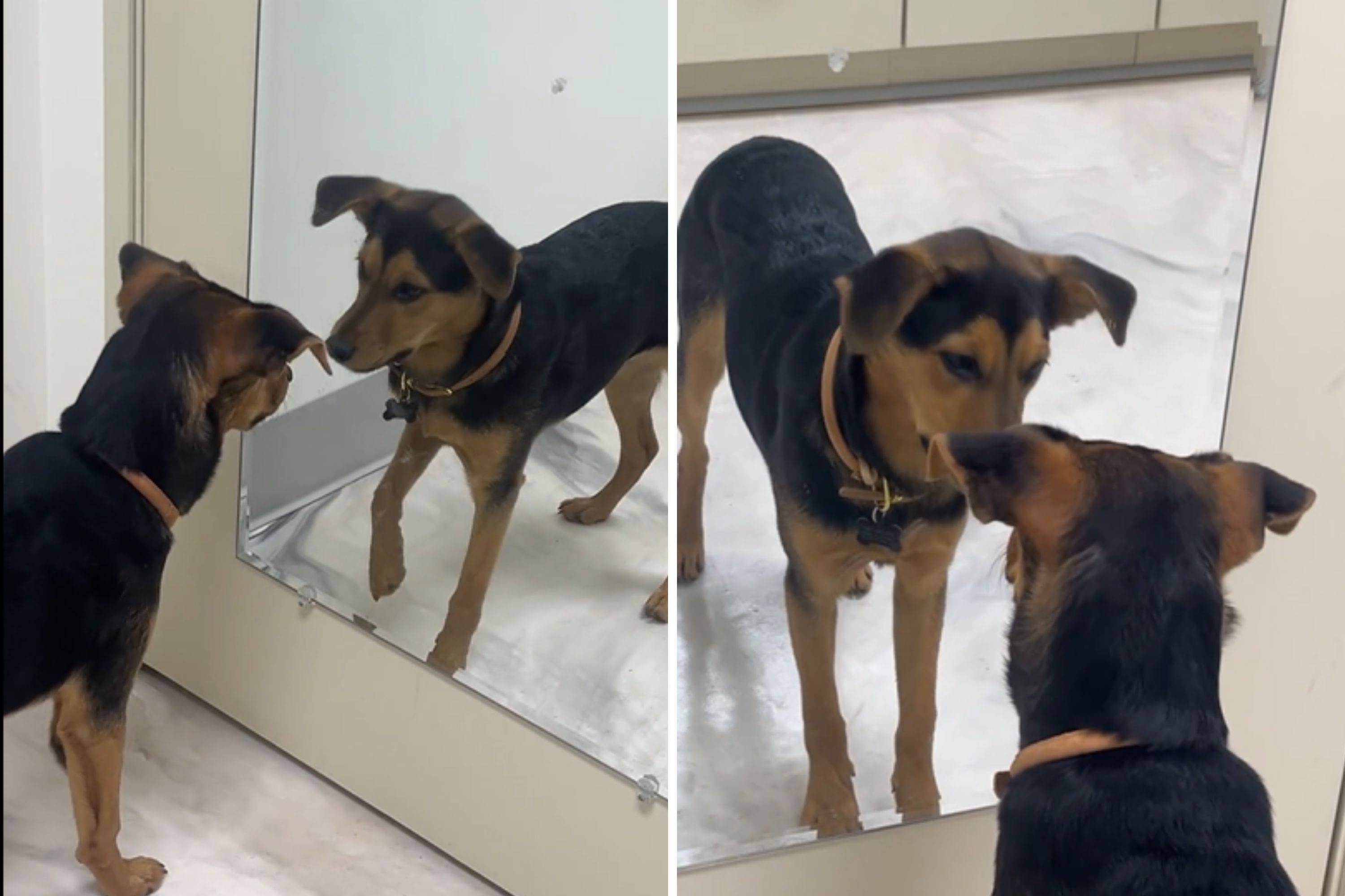 Dog Has Best Reaction to Discovering Himself in Mirror: 'Hello Handsome ...