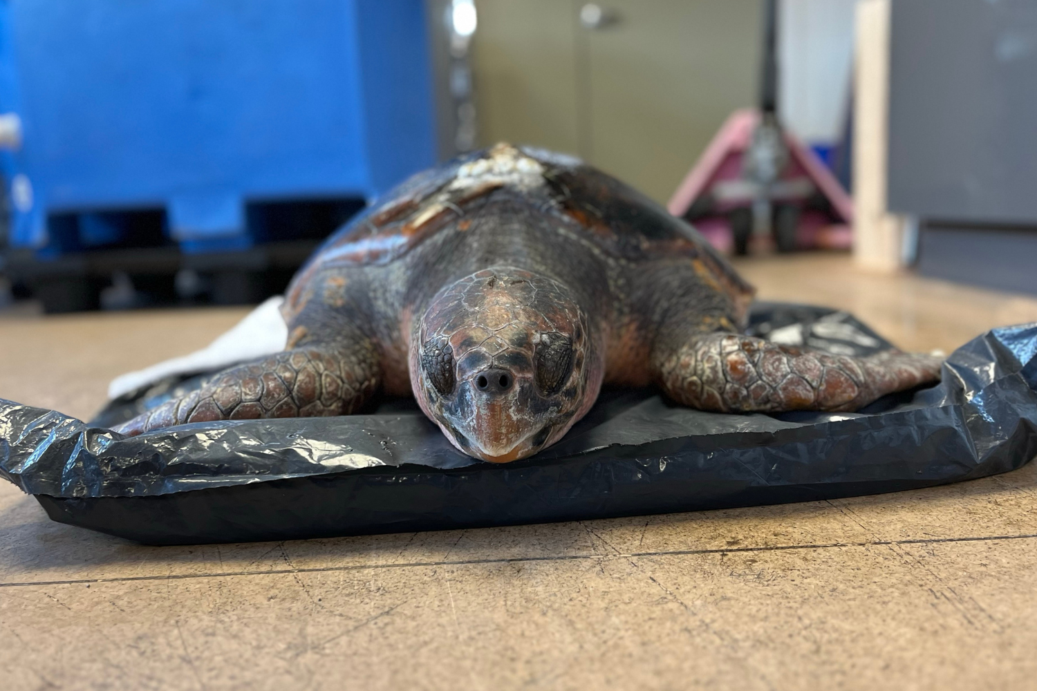 Endangered Turtle Suffering From Hypothermia Rescued From Freezing ...