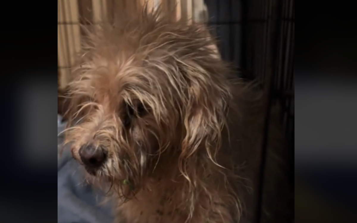 Resort Staff Braves Elements to Rescue Terrified Stray Dog in Wild ...