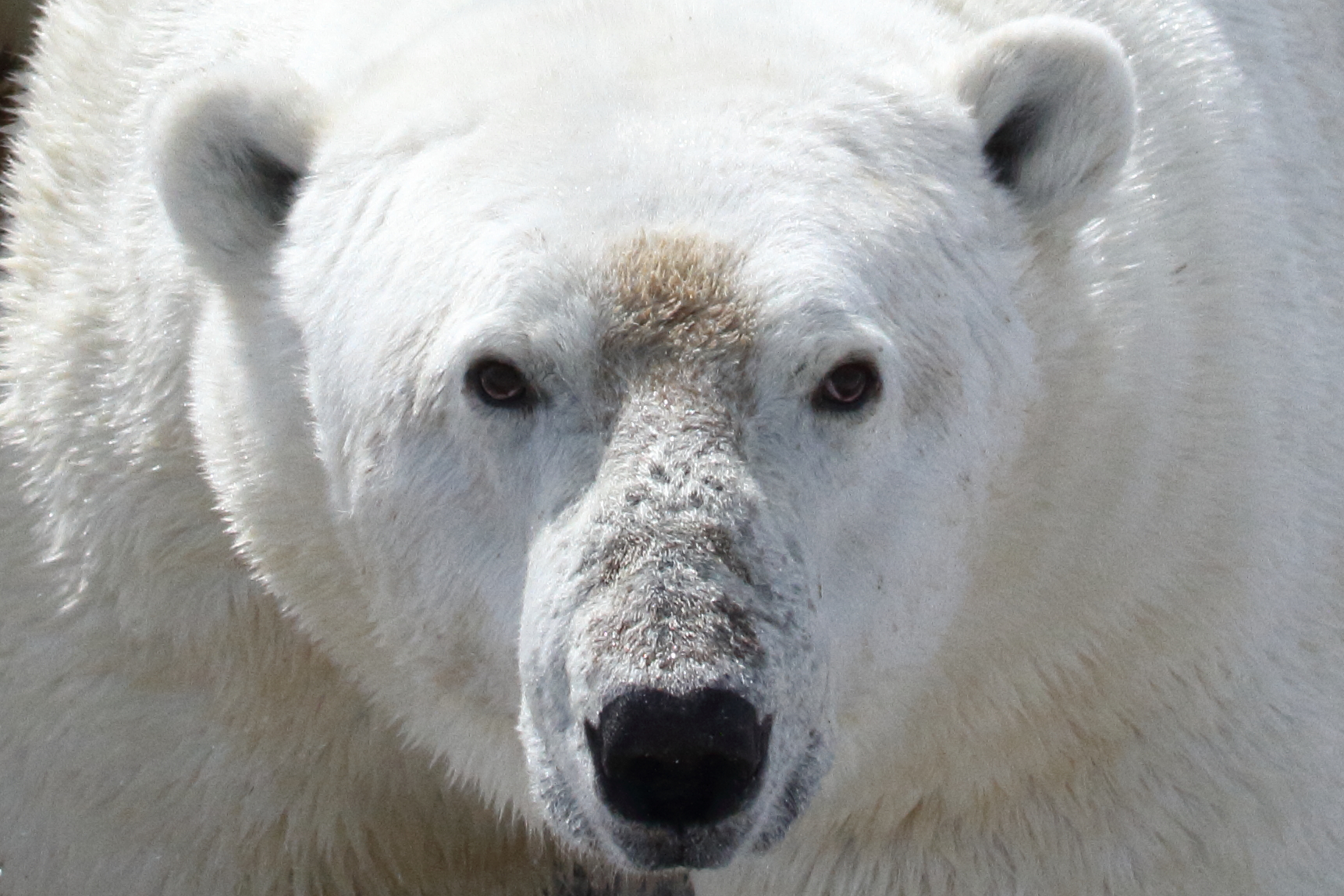 Scientists Demolish Polar Bears Theory, Issue Dire Warning - Newsweek