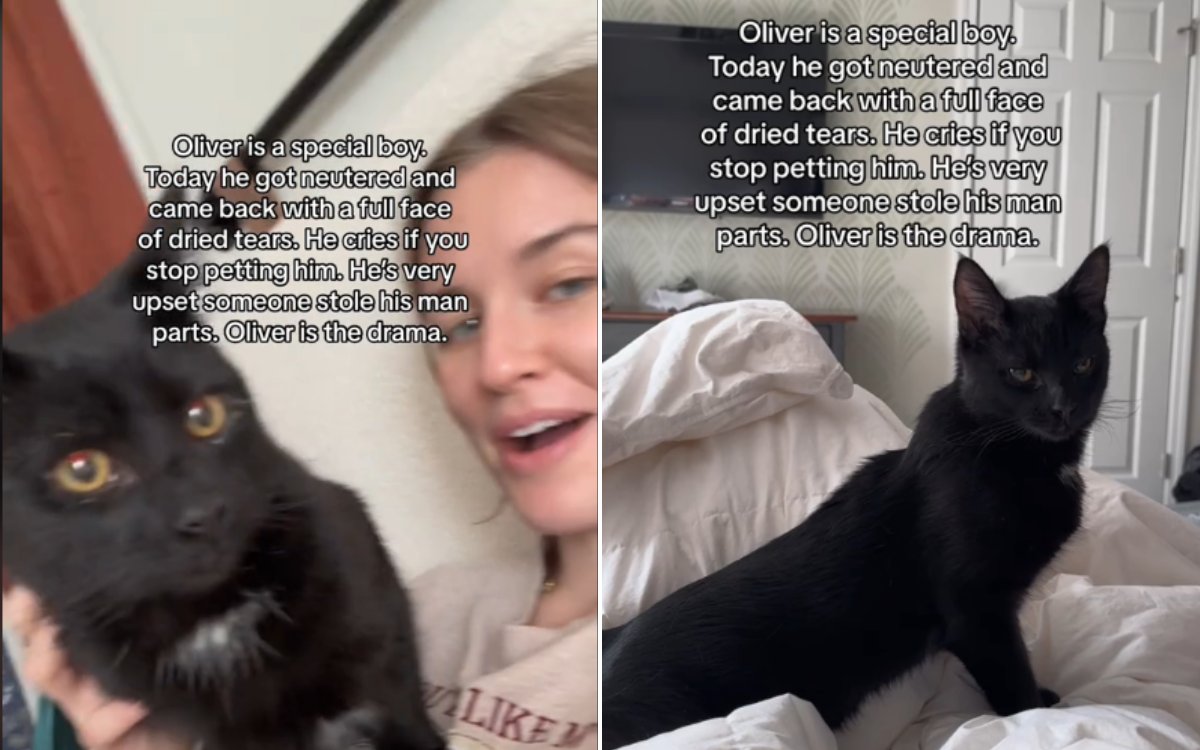 Upset Boy Cat 'Is the Drama' After Getting Neutered - Newsweek