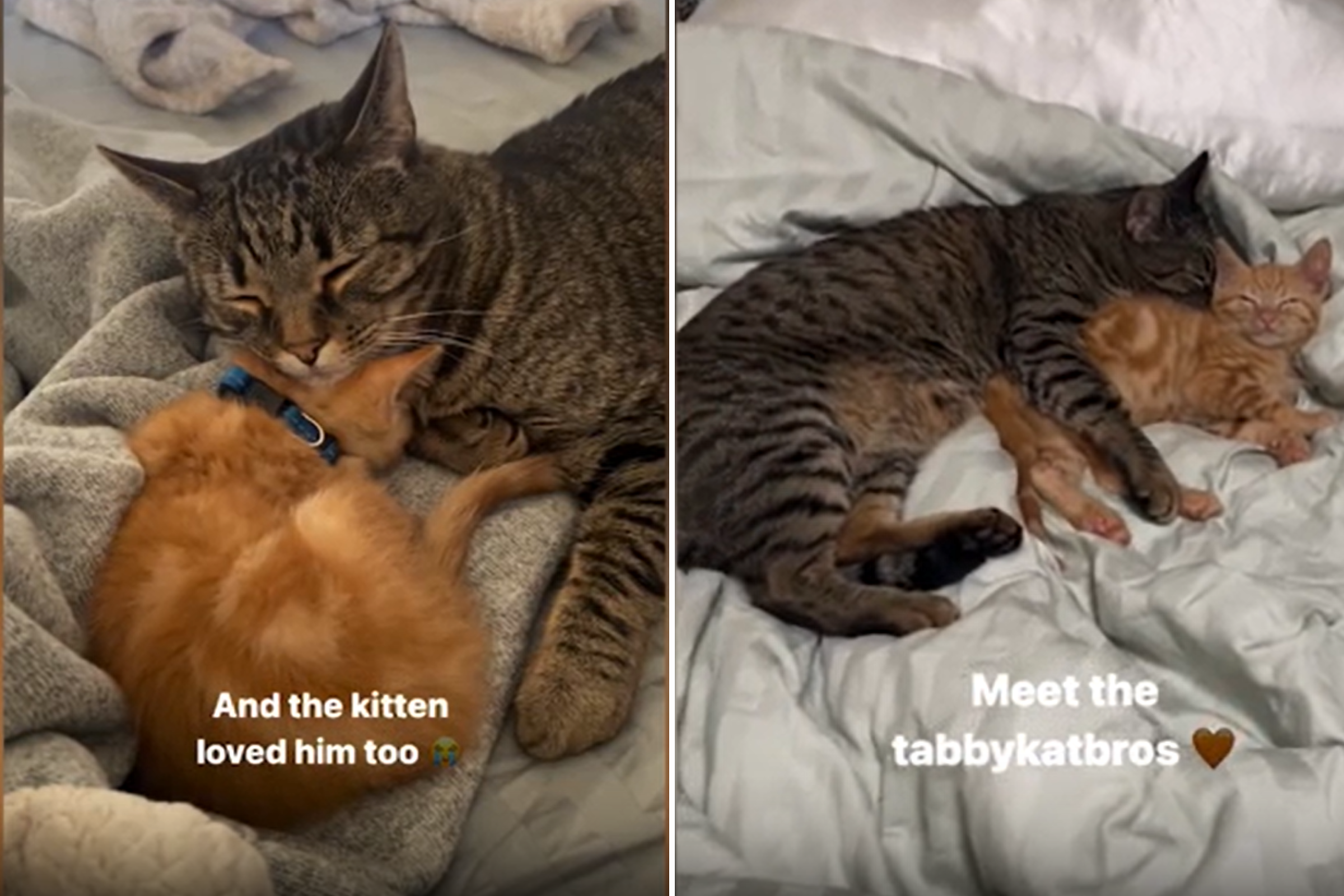 Tabby Owner Rescues Litter of Kittens, So Her Cat Can Pick 'Forever ...
