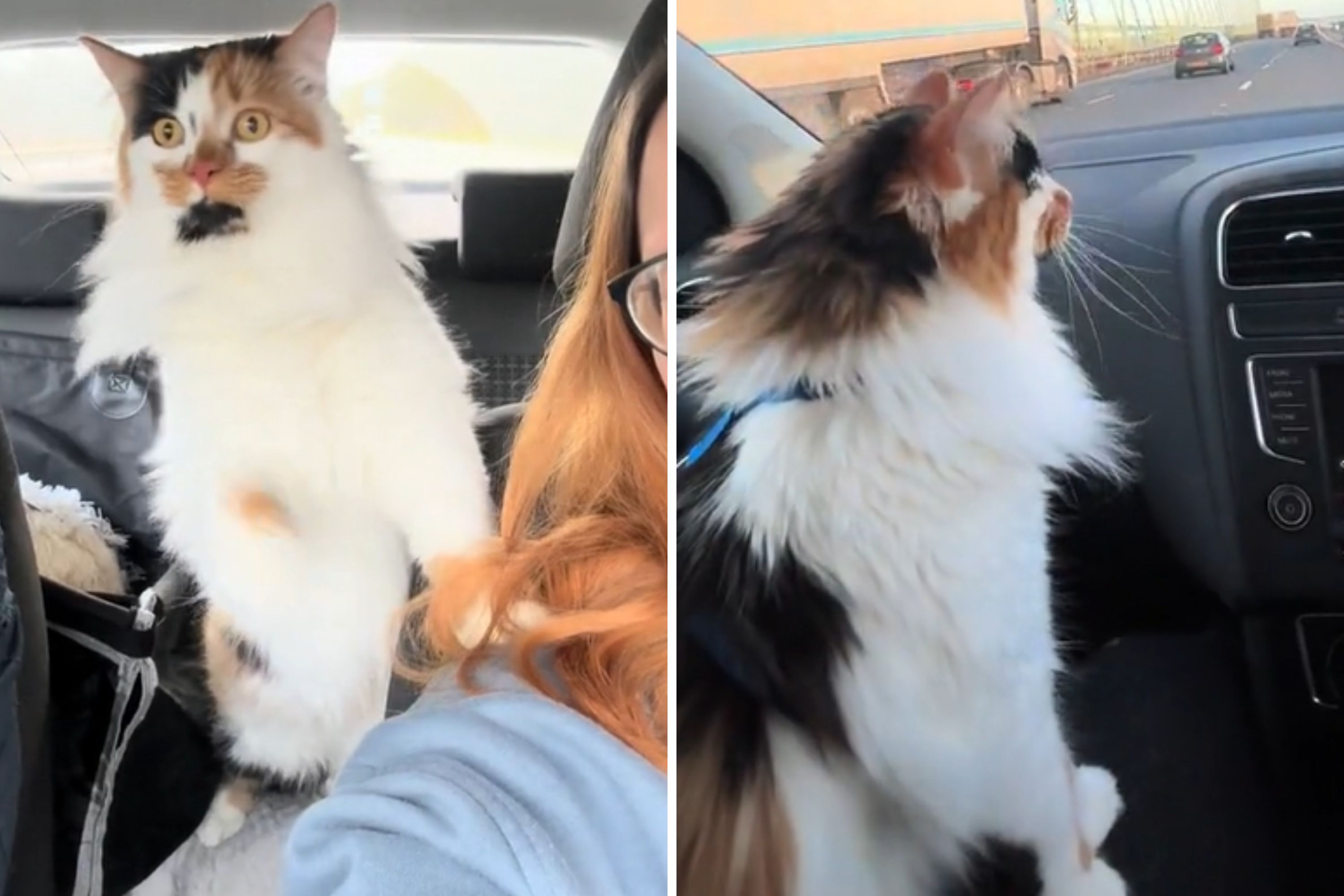 Owners Not Prepared for Cat's Reaction to First Car Ride: 'Shotgun ...