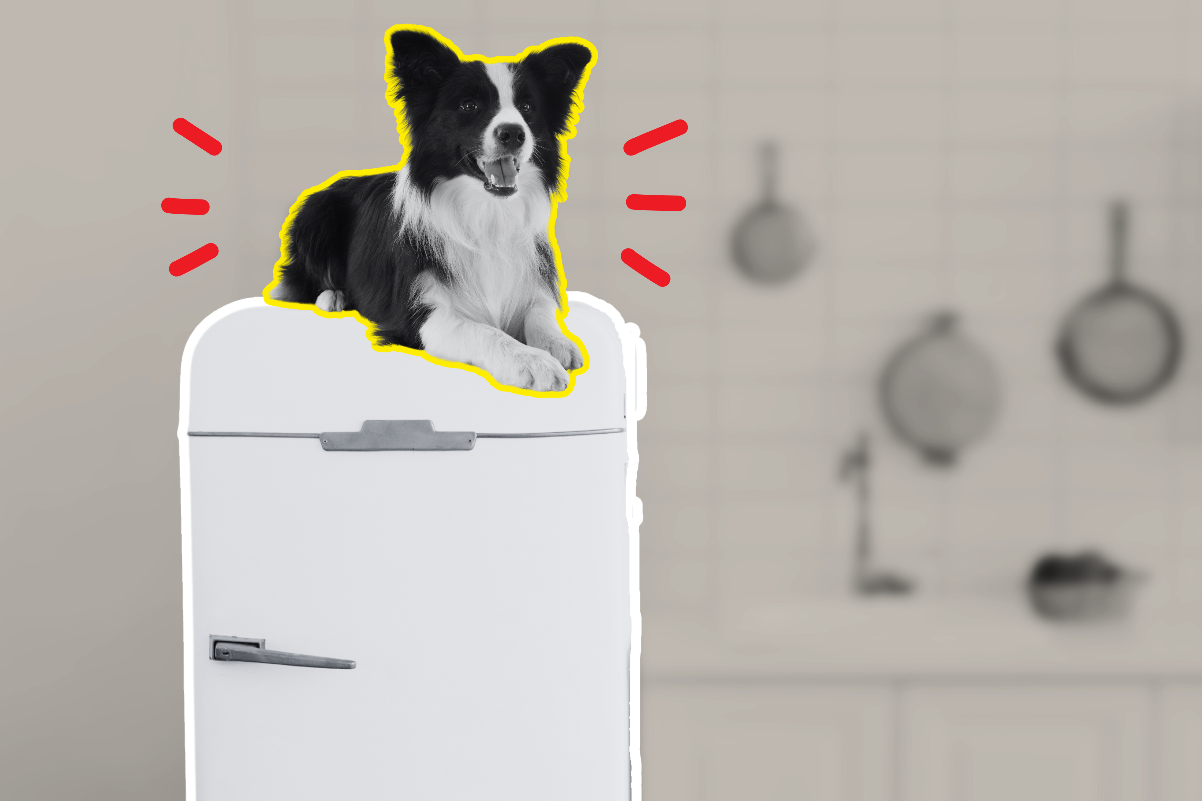 Owner 'Frantically' Searching for Aussie Can't Believe What She Finds ...