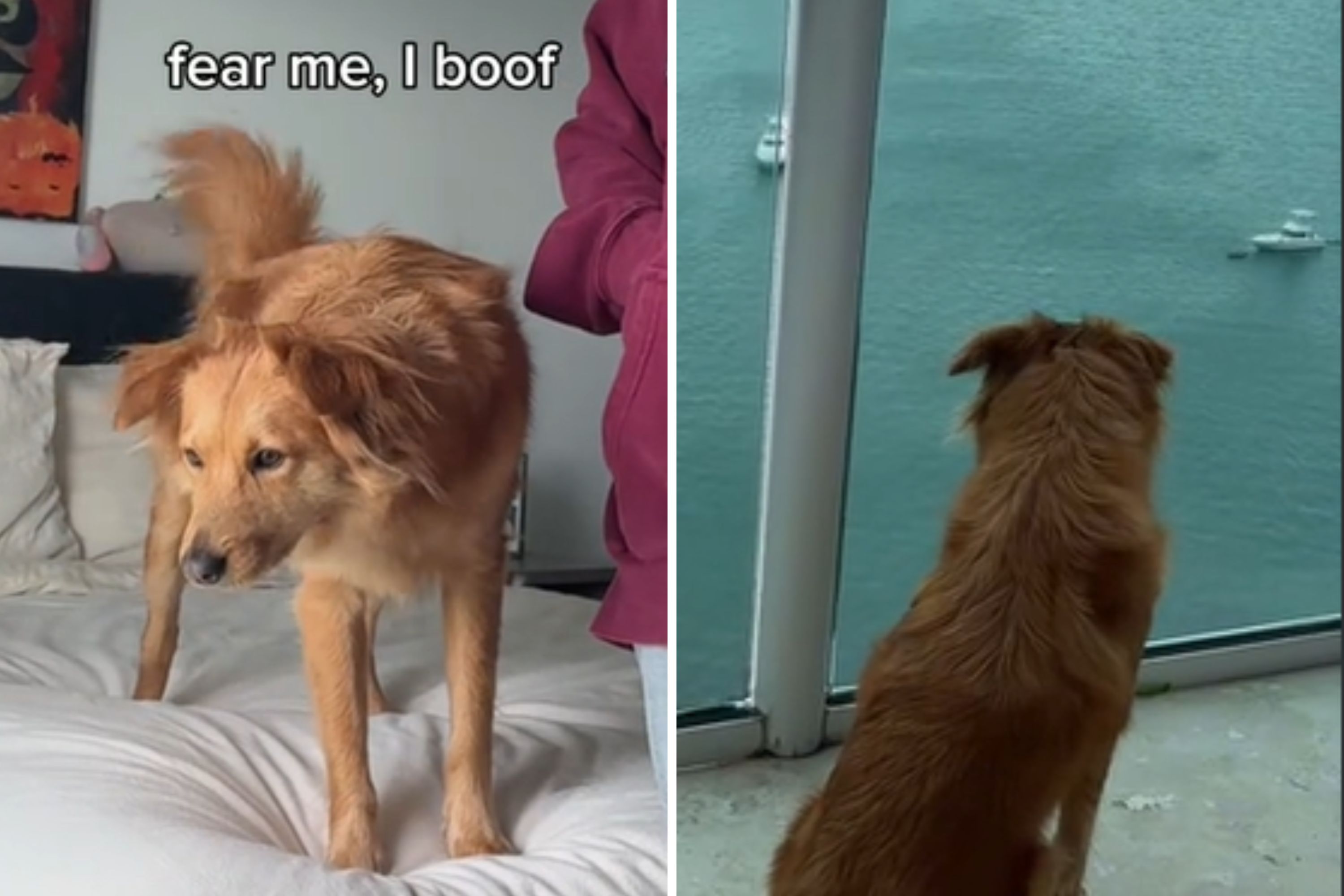 Condo Guard Dog Defends Property From Shocking 'Intruder' in Her ...