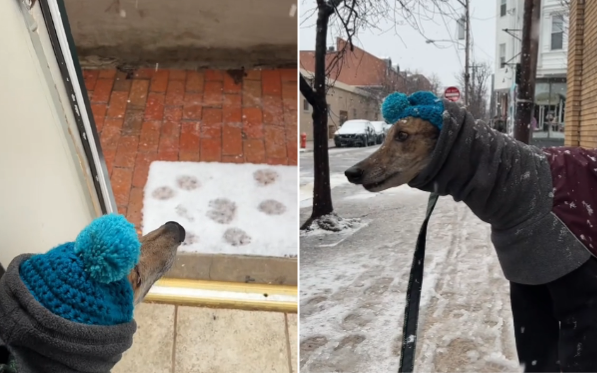 Dog Owner Reveals Heartbreaking Reason Rescue Greyhound Is Scared of ...