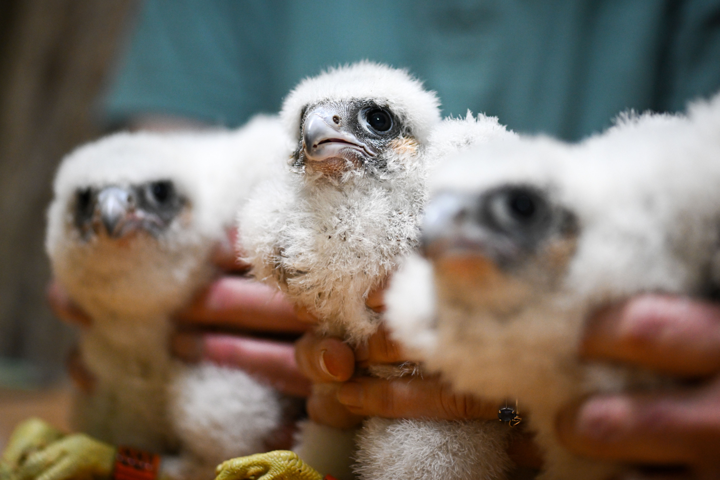 Baby Birds With Guns