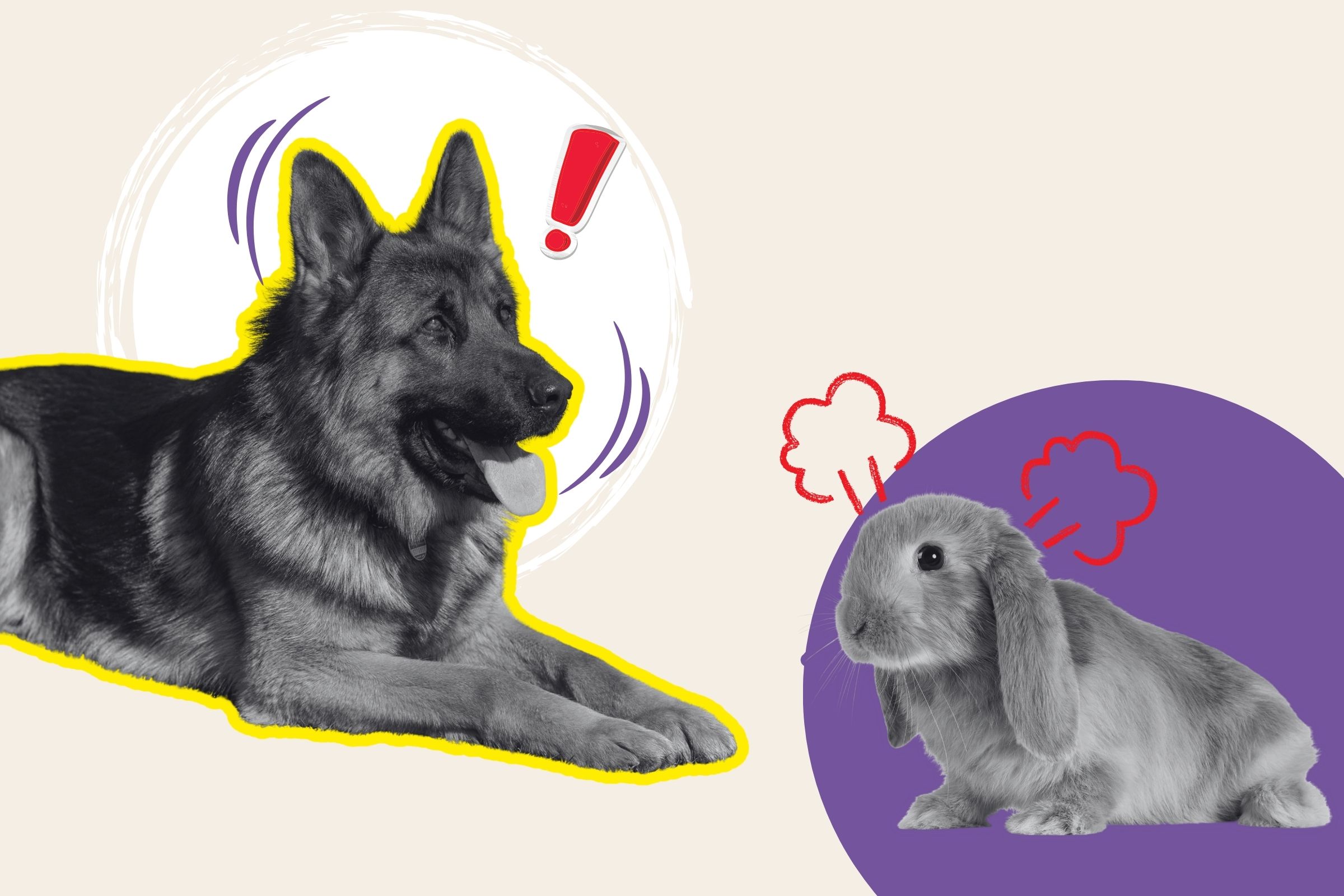 Bunny 'Silently Intimidates' 90-Pound Husky Mix Out of His Own Bed ...