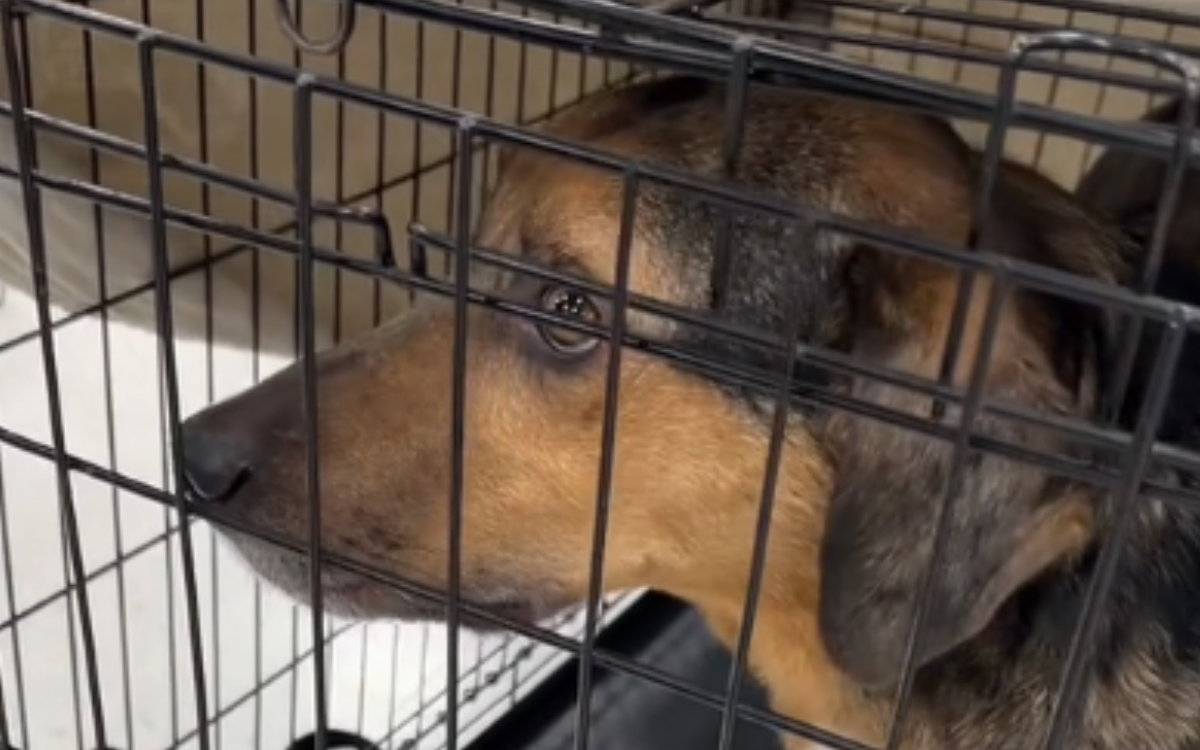 Heartbreak for Shelter Dog Who Was Only One at Event Not To Be Adopted ...