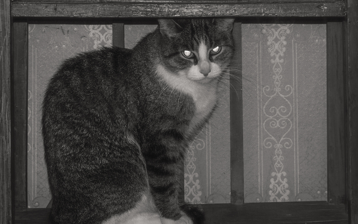 'Someone Is Breaking in'—Pet Cam Captures What Really Woke Woman Up at ...