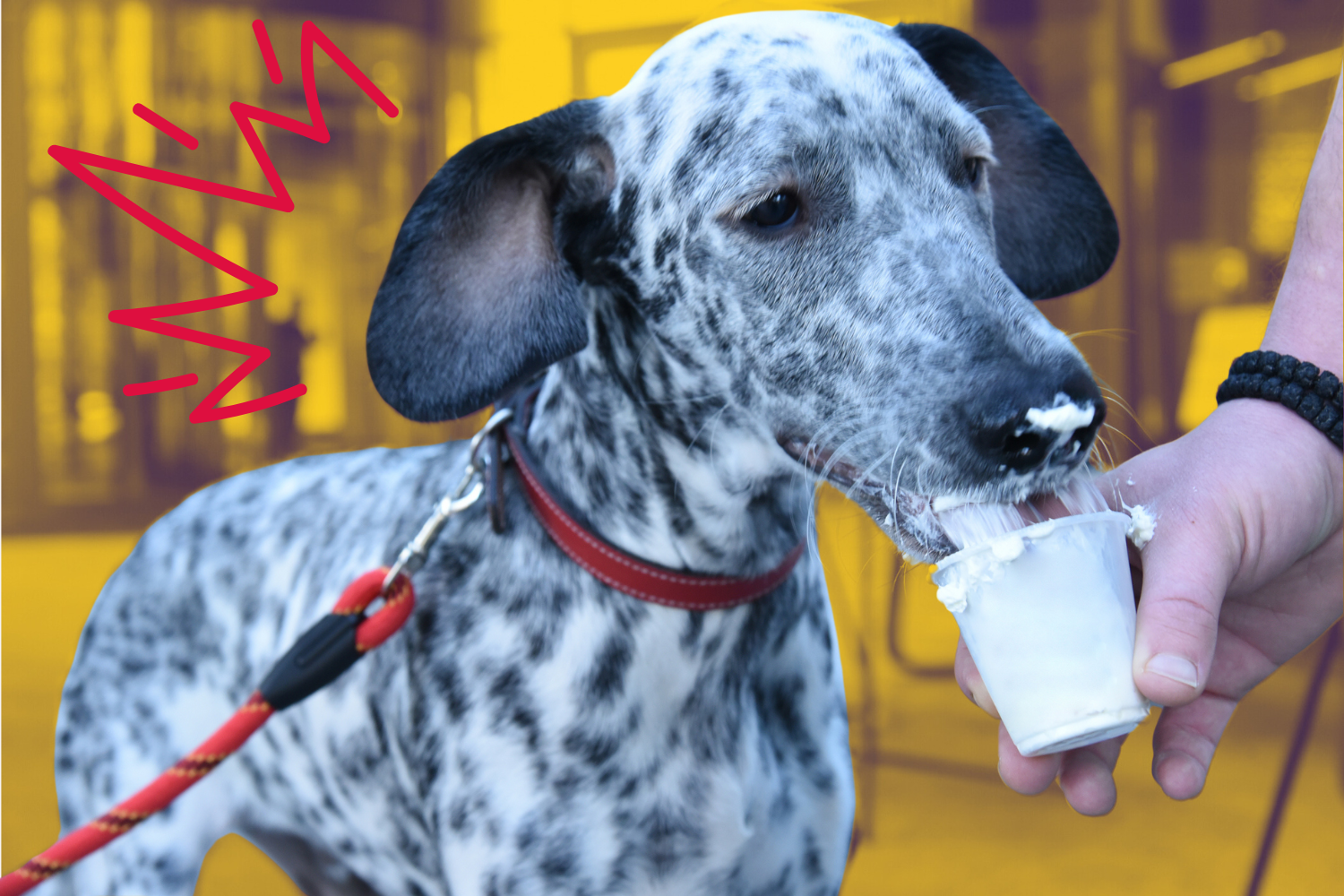 Woman Treating Rescue Dog to Pup Cup Doesn't Expect What Happens Next ...