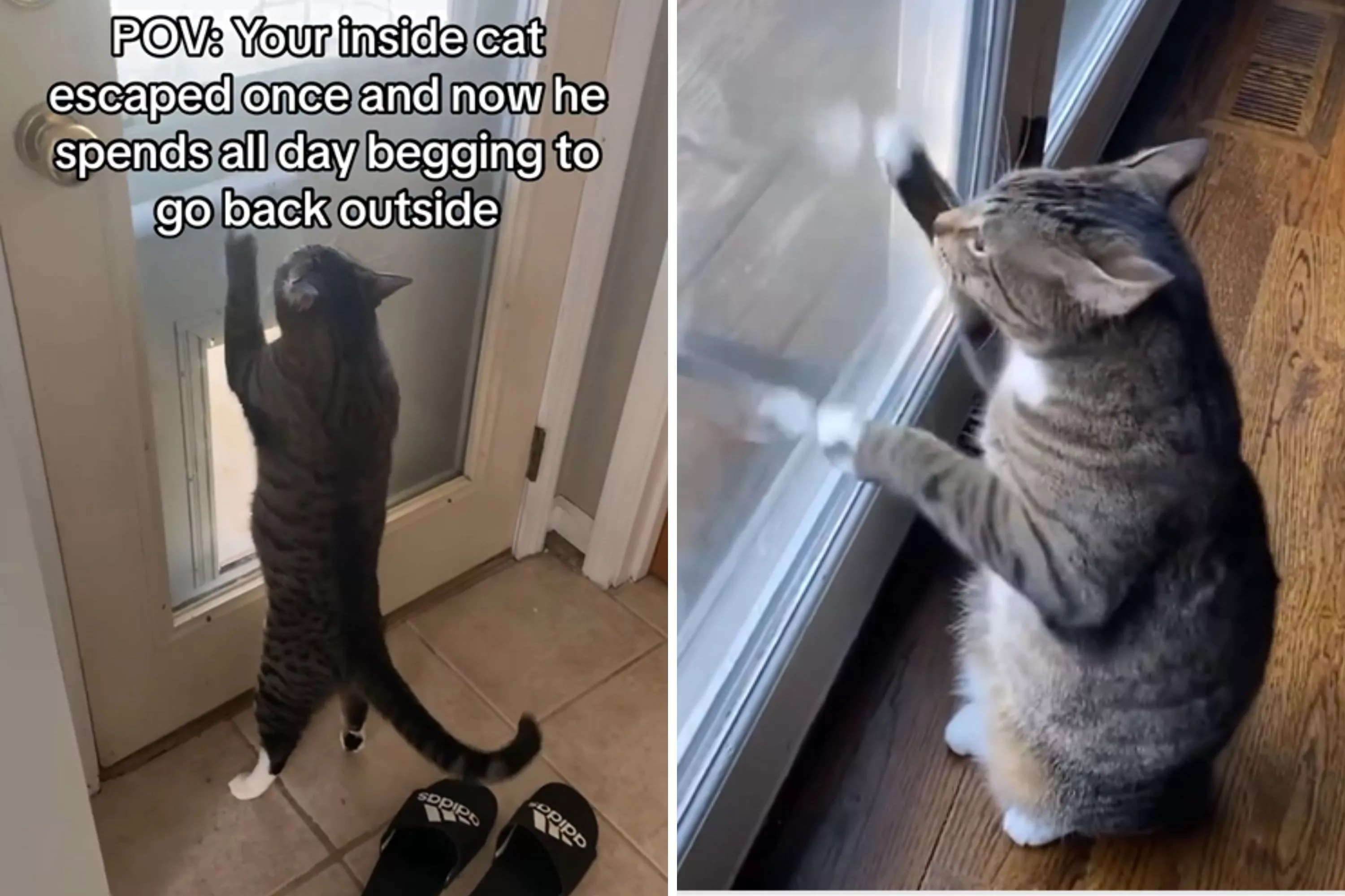 If You Want To Climb Cat Meme Cat Planet Cat Planet