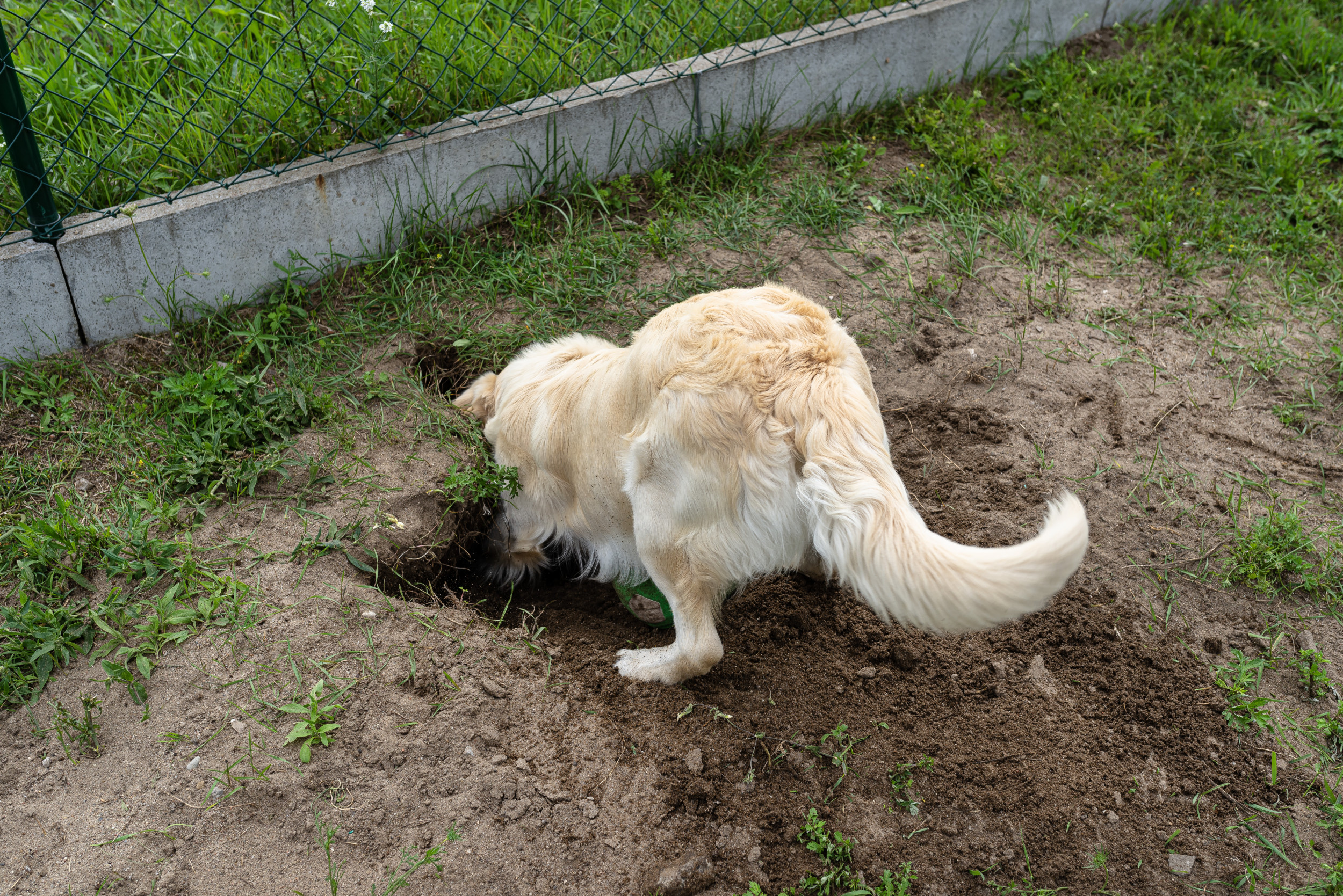 Labradoodle Tries to Catch Rat, Plan Backfires: '2 Sides to Every Story ...